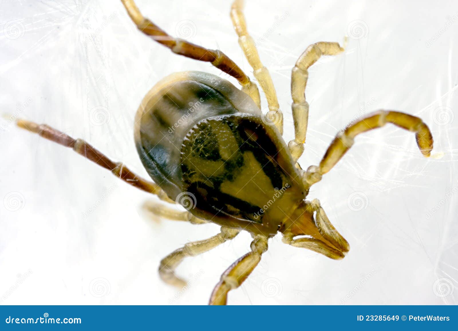 Australian paralysis tick stock image. Image of dangerous - 23285649
