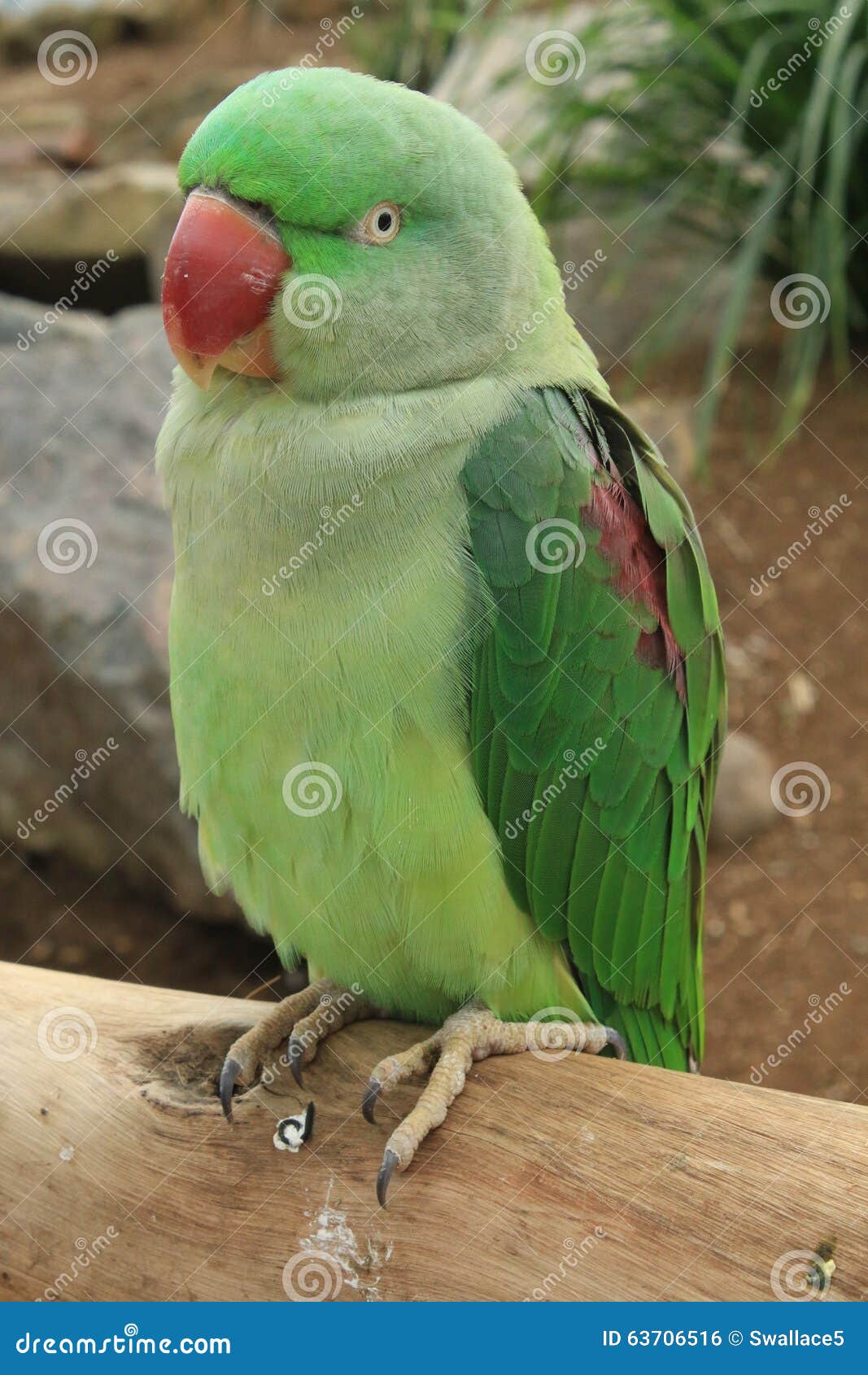 Australian Parrot stock photo. Image of feathers, wings - 63706516