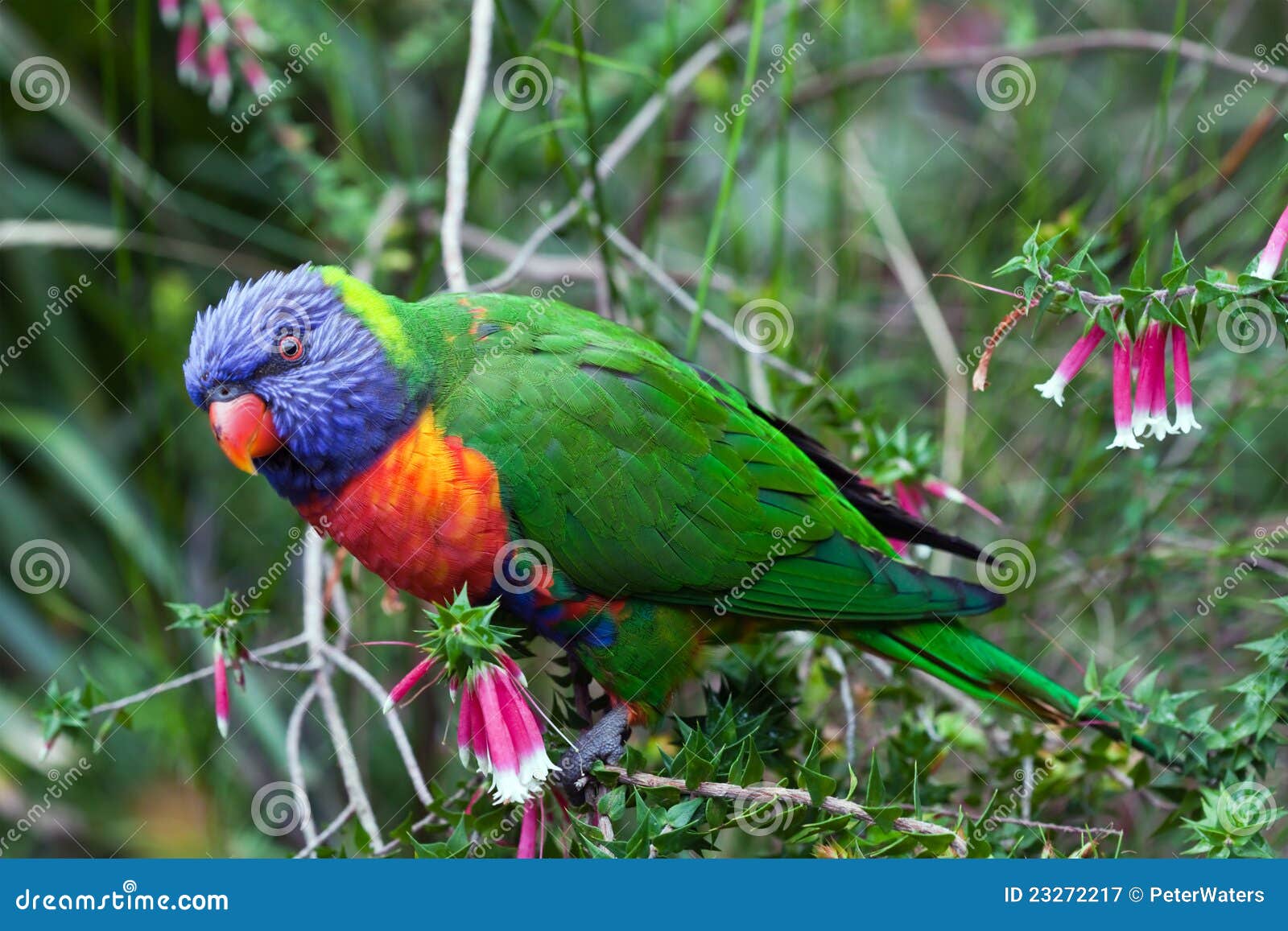 Australian Parrot, Rainbow Lorikeet Stock Image - Image of fine, parrot ...
