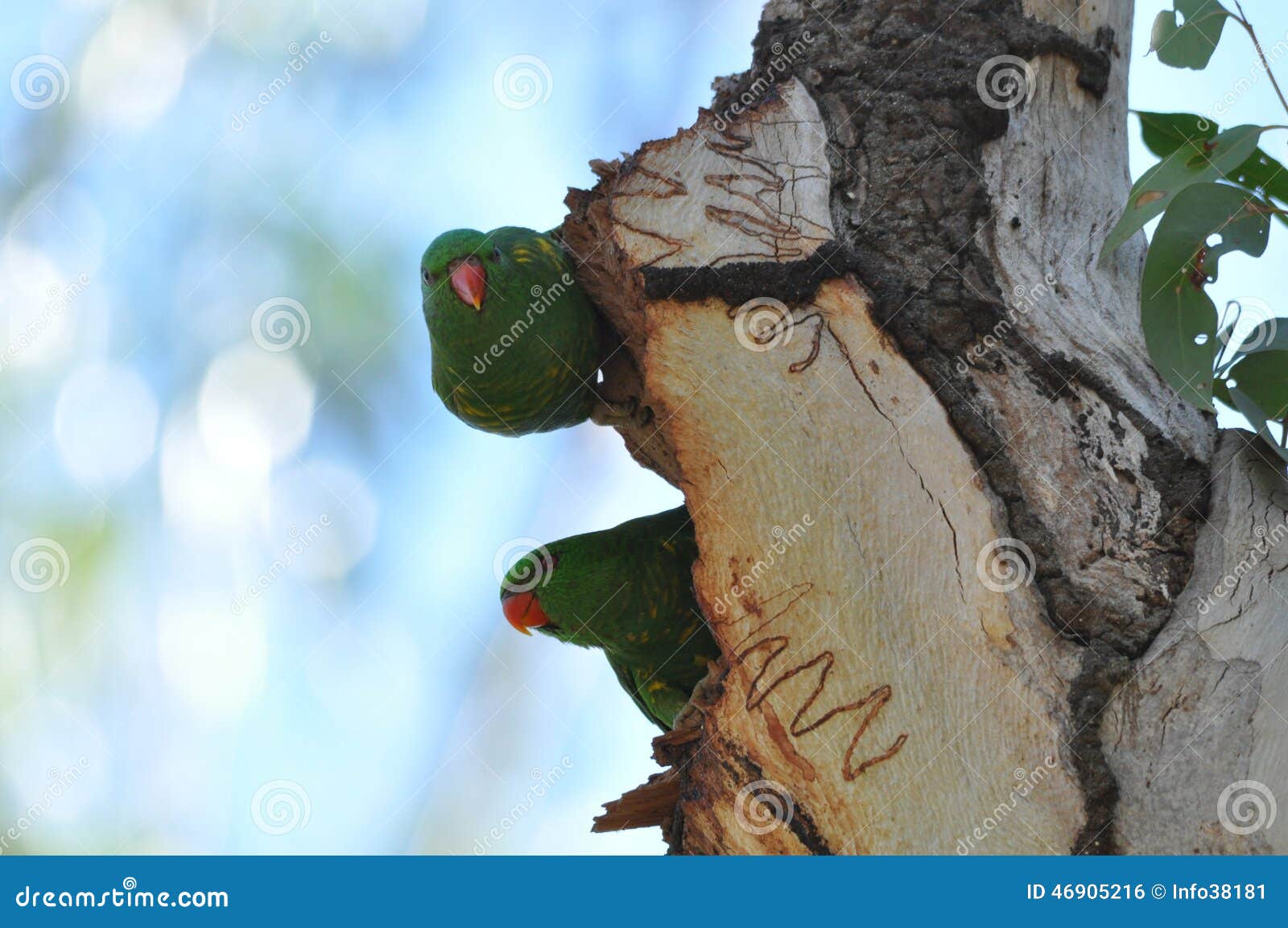 Australian Parrots stock photo. Image of breeding, building - 46905216