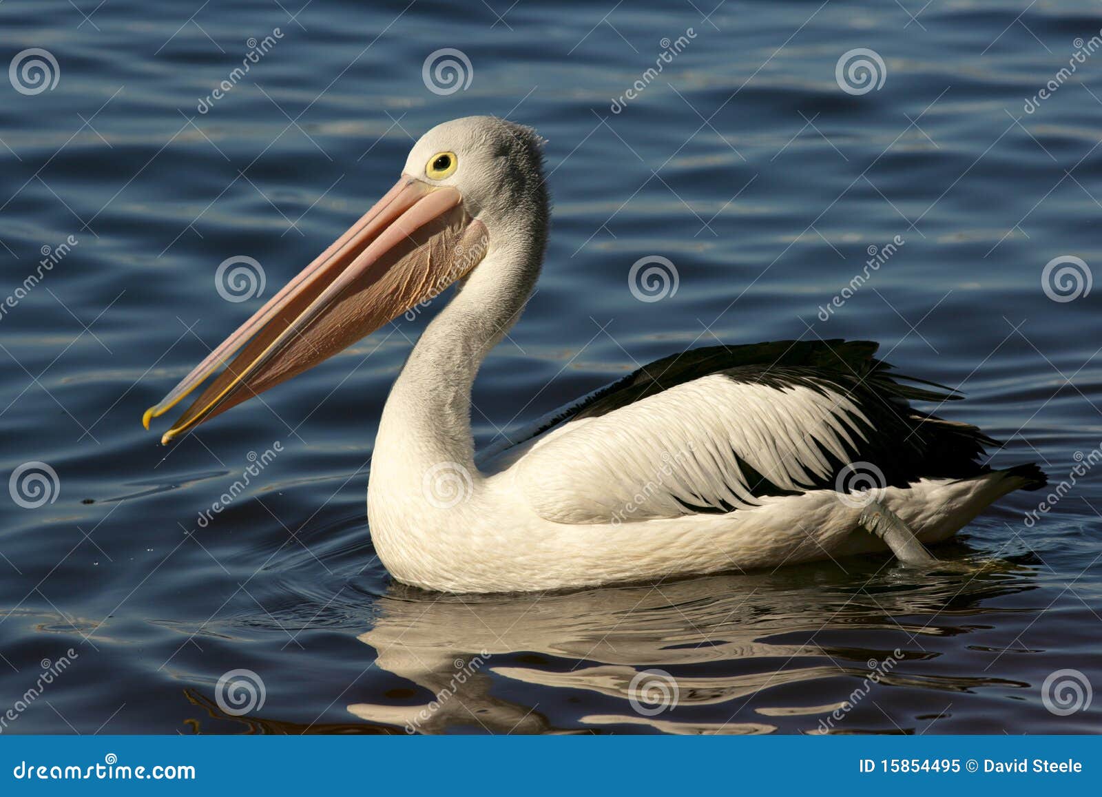 Australian Pelican stock image. Image of swim, wildlife - 15854495