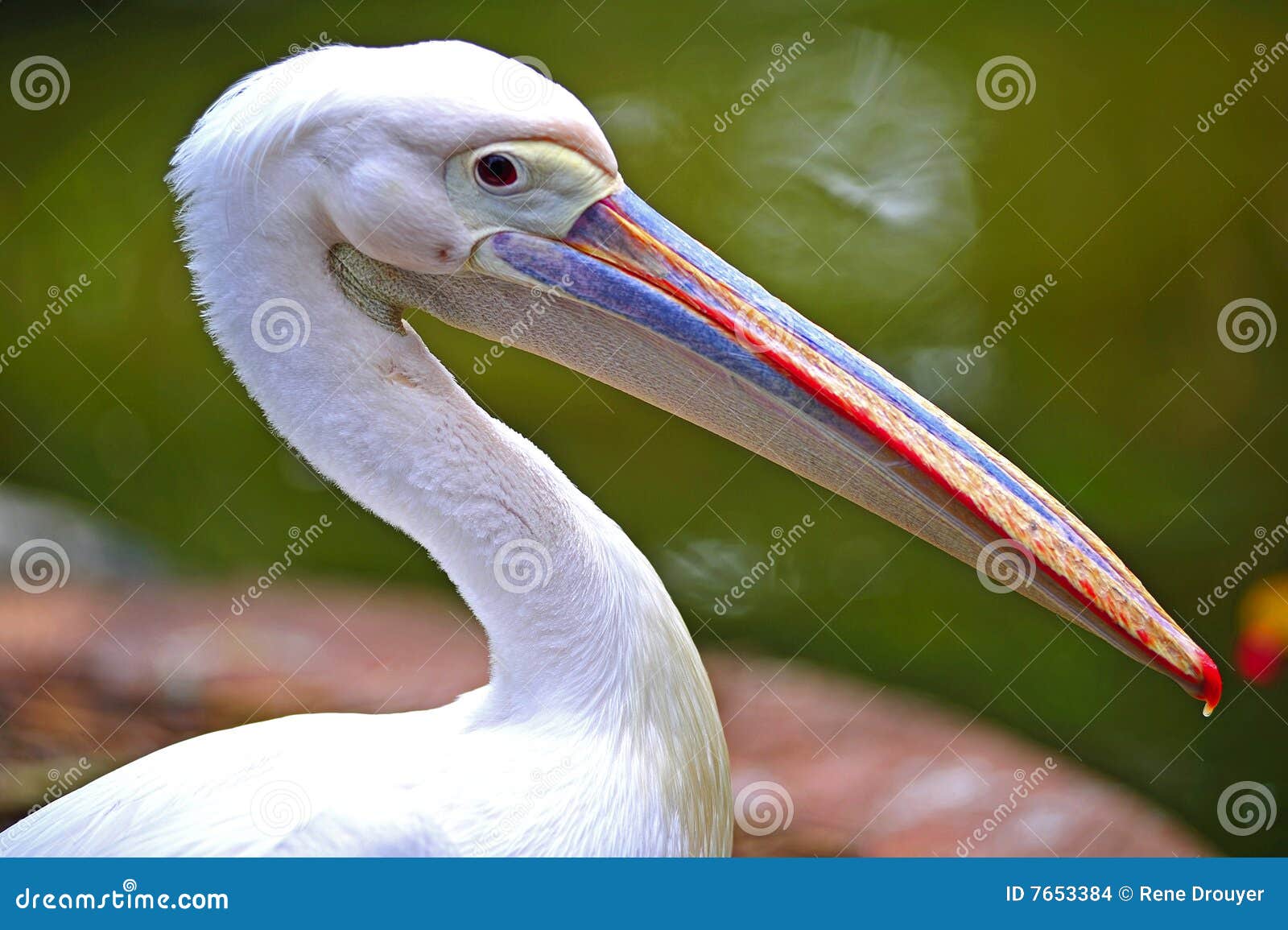 Australian pelican stock photo. Image of water, swim, pelicanidae - 7653384