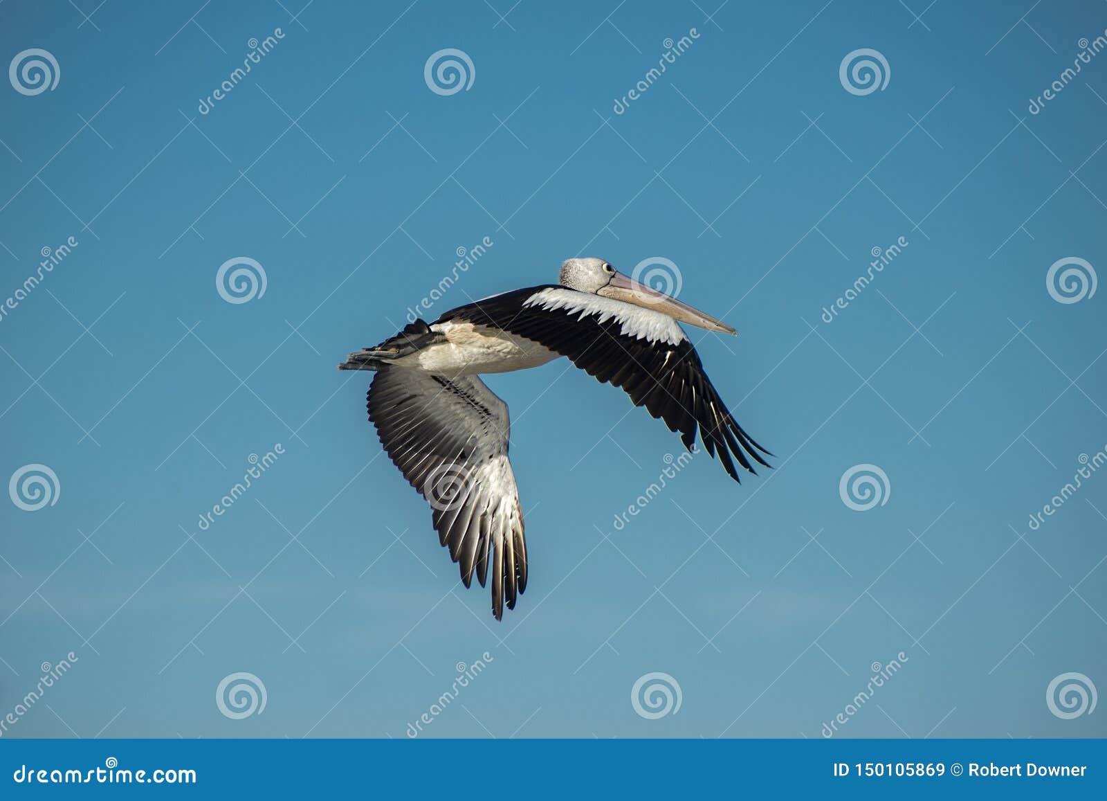 Australian Pelican in Flight Stock Image - Image of animal, beak: 150105869