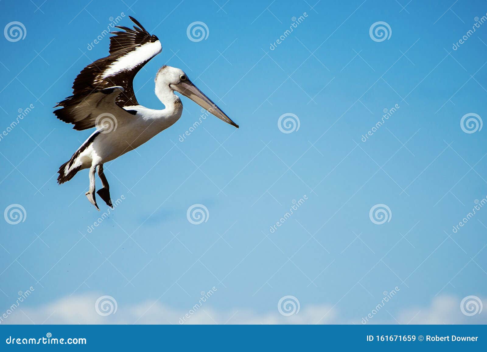 Australian Pelican in Flight Stock Image - Image of outdoors, australia ...