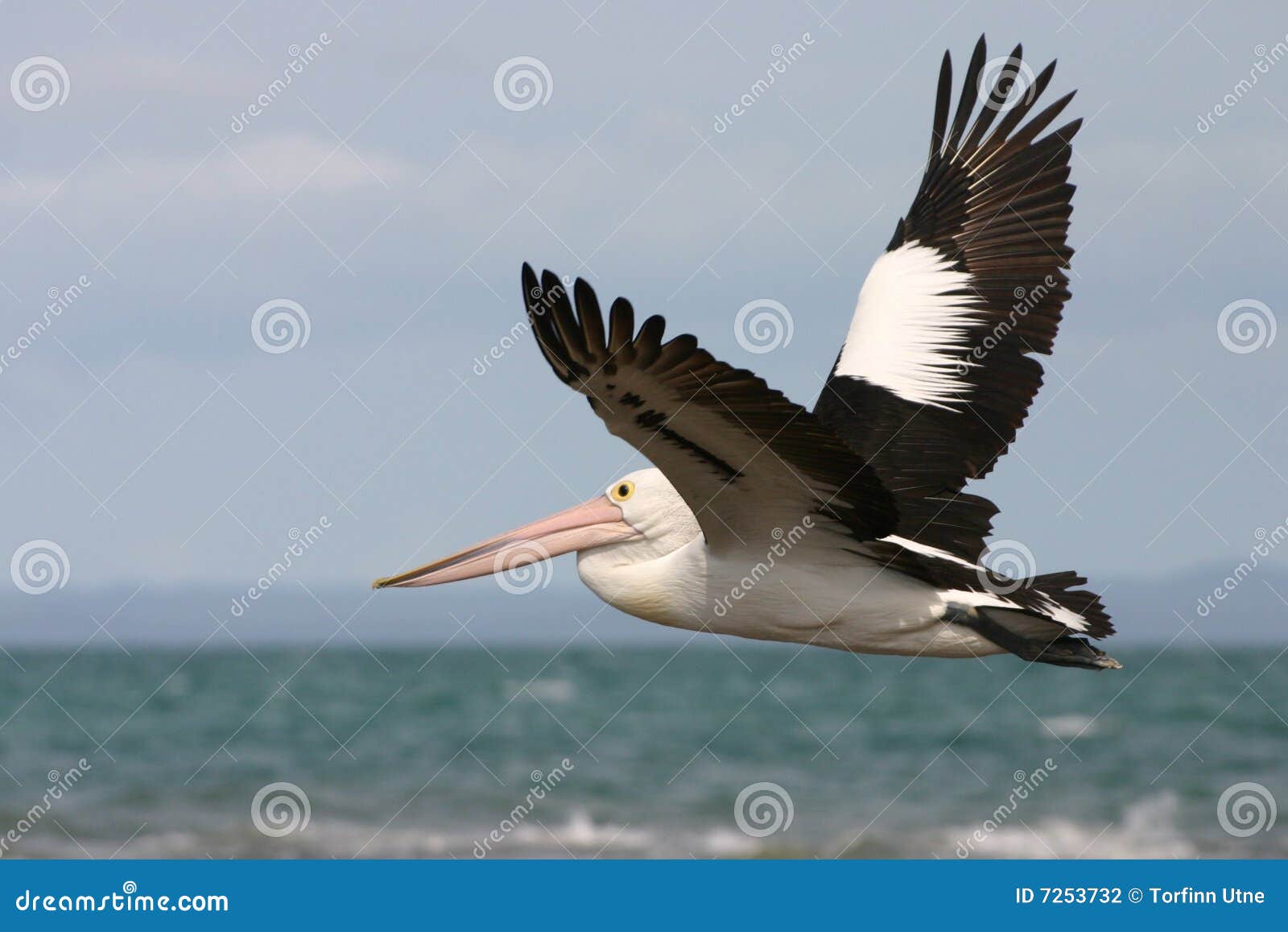 Australian pelican flying stock photo. Image of bird, flying - 7253732