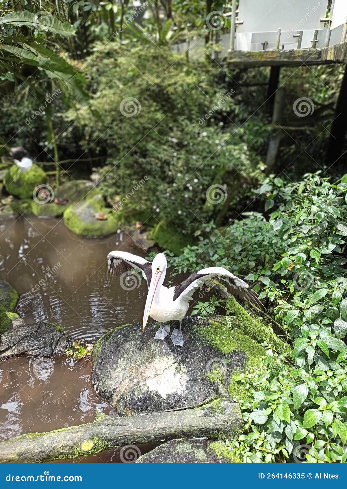 The Australian Pelican Has the Longest Bill of Any Bird Stock Image ...