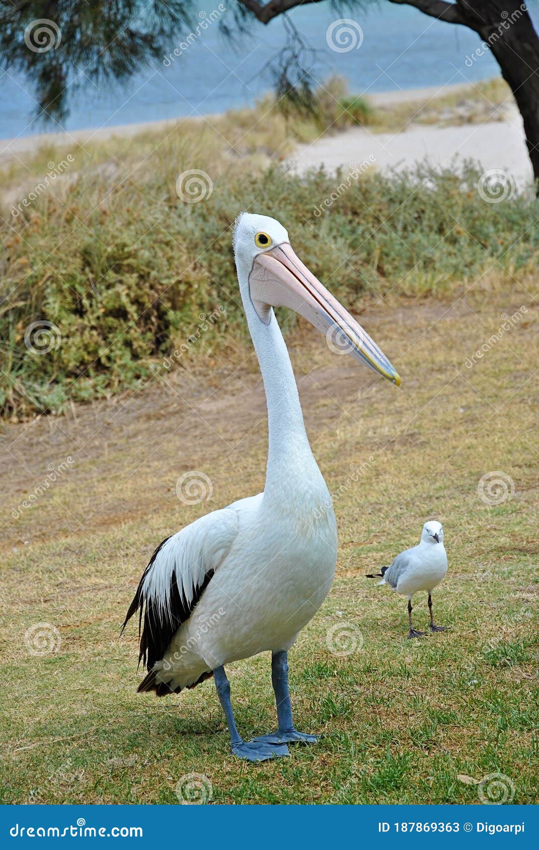 Australian Pelican Pelecanus Conspicillatus Front of the Camera Stock ...