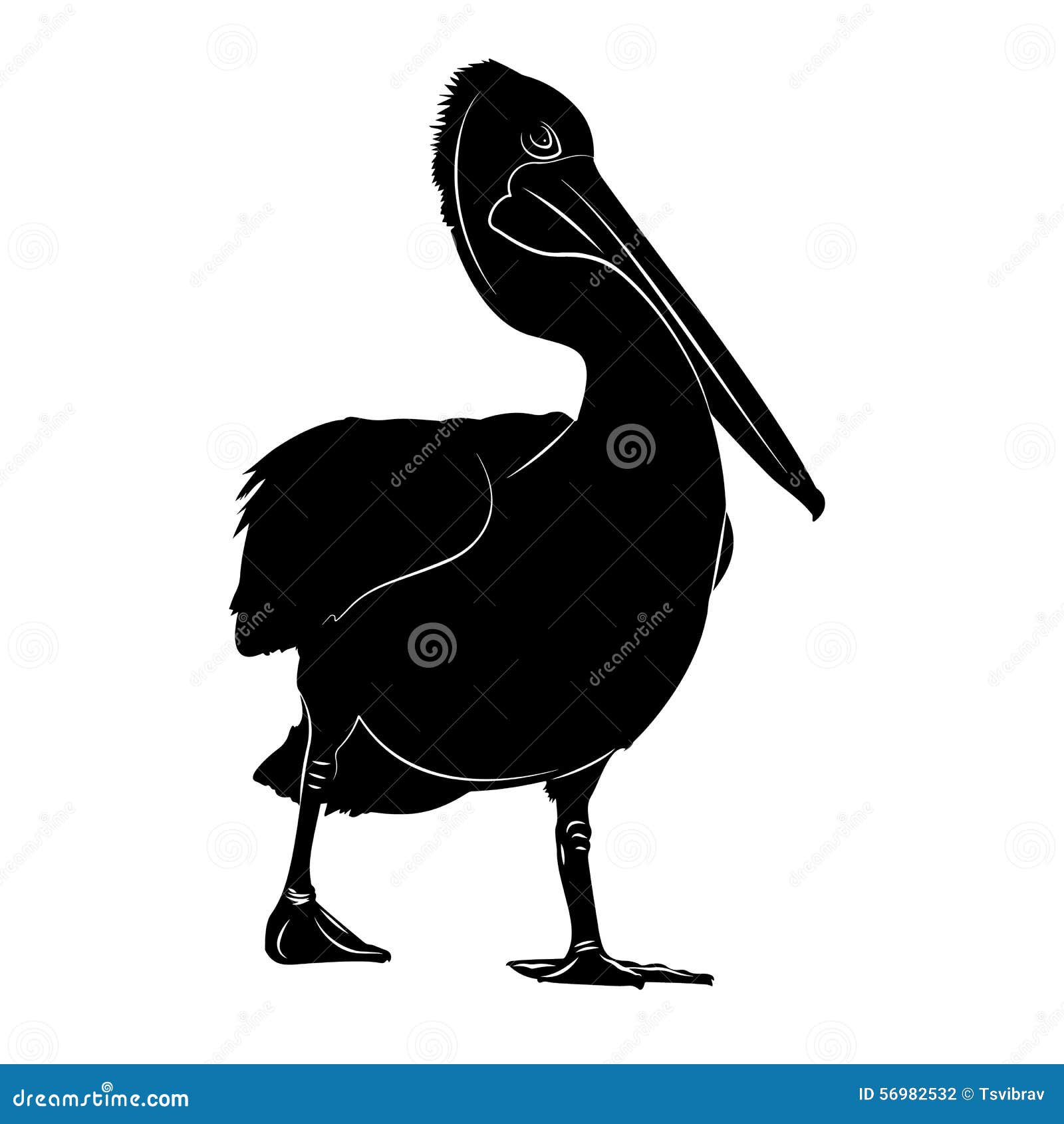 Australian Pelican Portrait Drawing Stock Vector - Illustration of ...