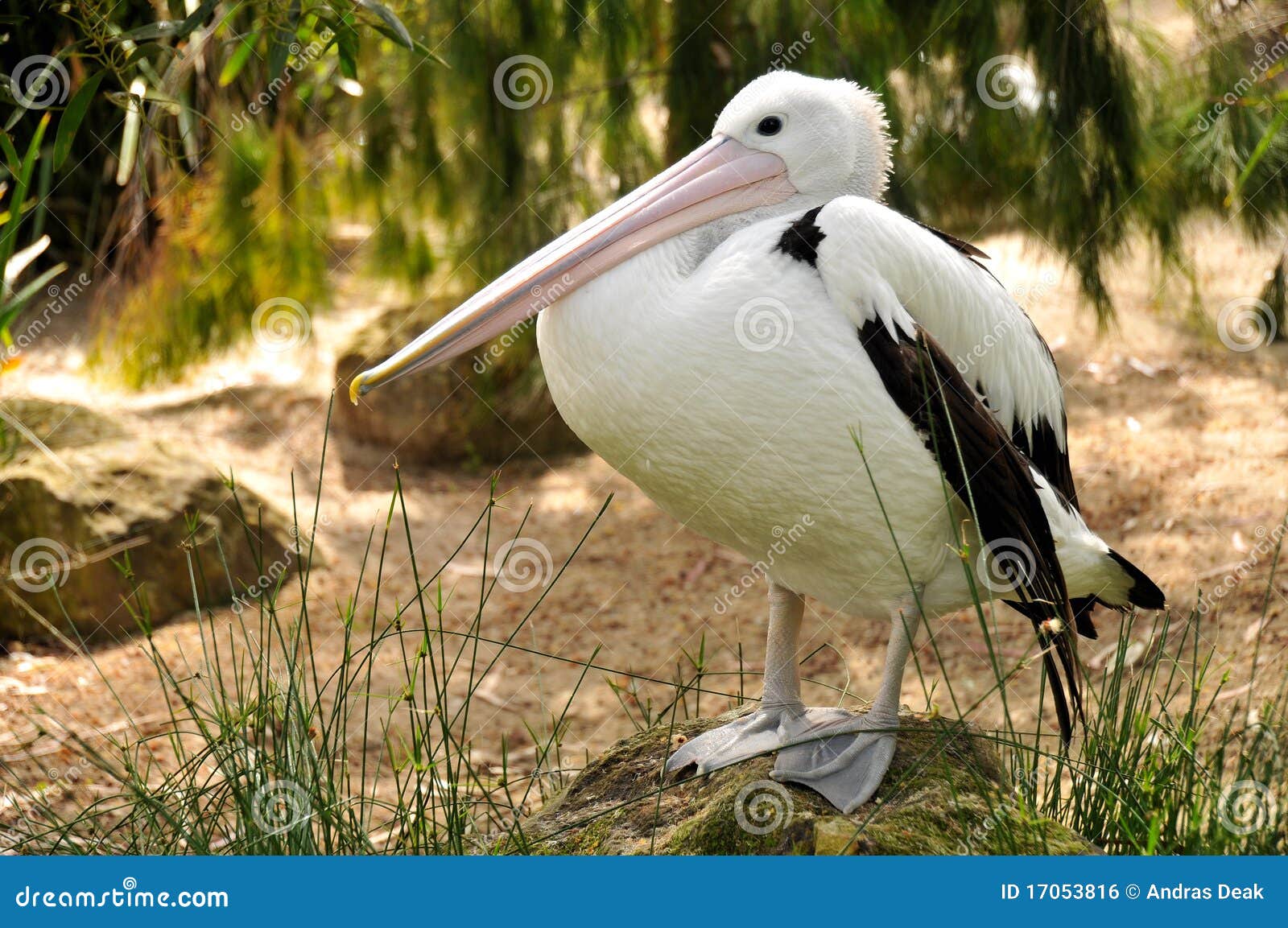 Australian Pelican is Posing for the Camera Stock Photo - Image of ...
