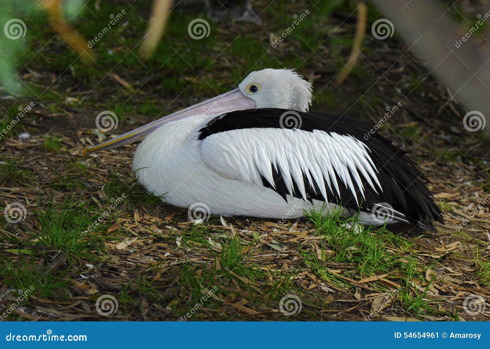 Australian Pelican stock image. Image of bird, fauna - 54654961
