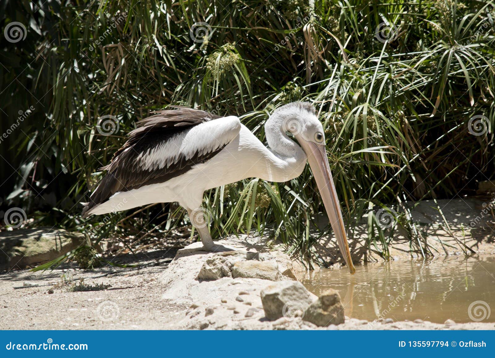 An Australian pelican stock photo. Image of australian - 135597794