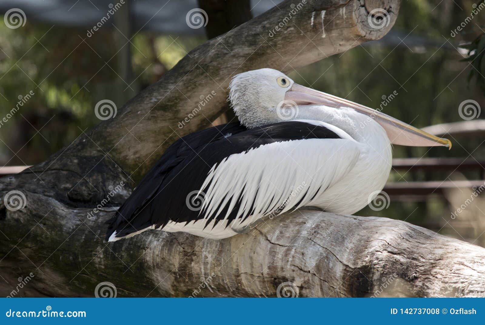 An australian pelican stock photo. Image of yellow, feather - 142737008