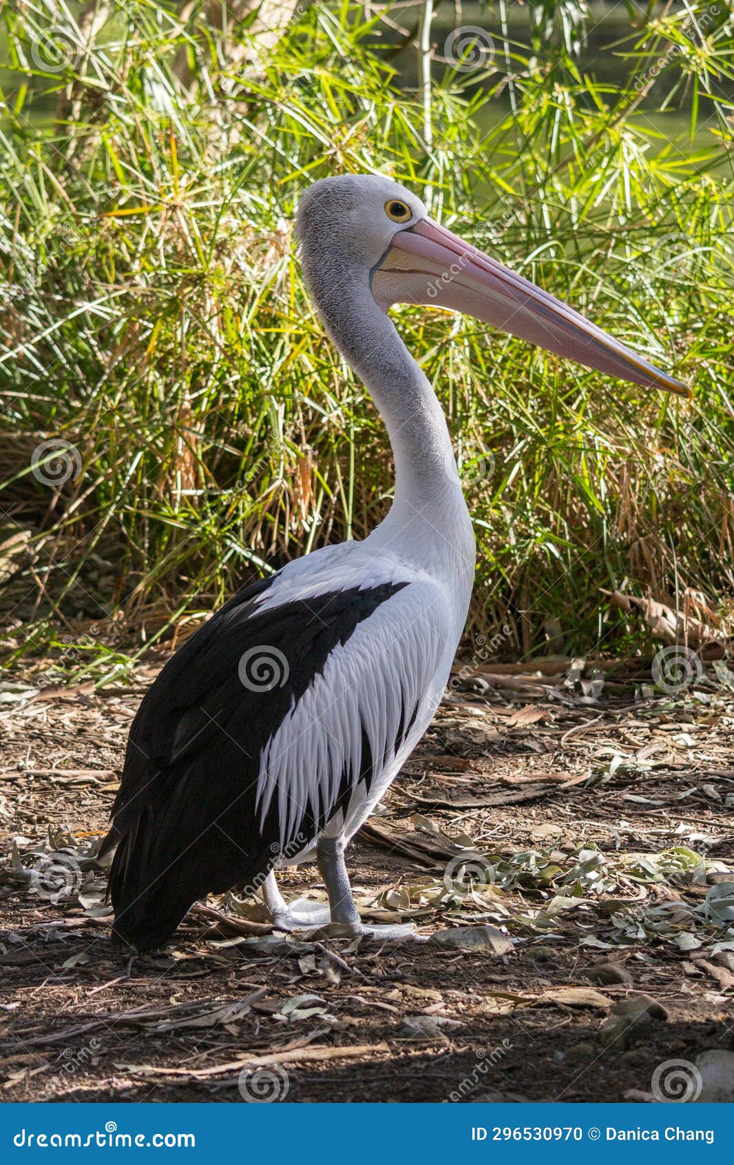 Australian Pelican Standing on the Shore Stock Photo - Image of pelican ...