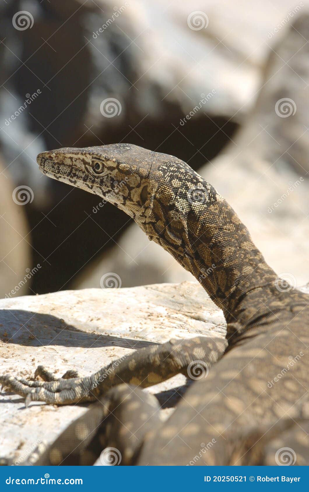 Australian Perenty stock image. Image of head, portrait - 20250521