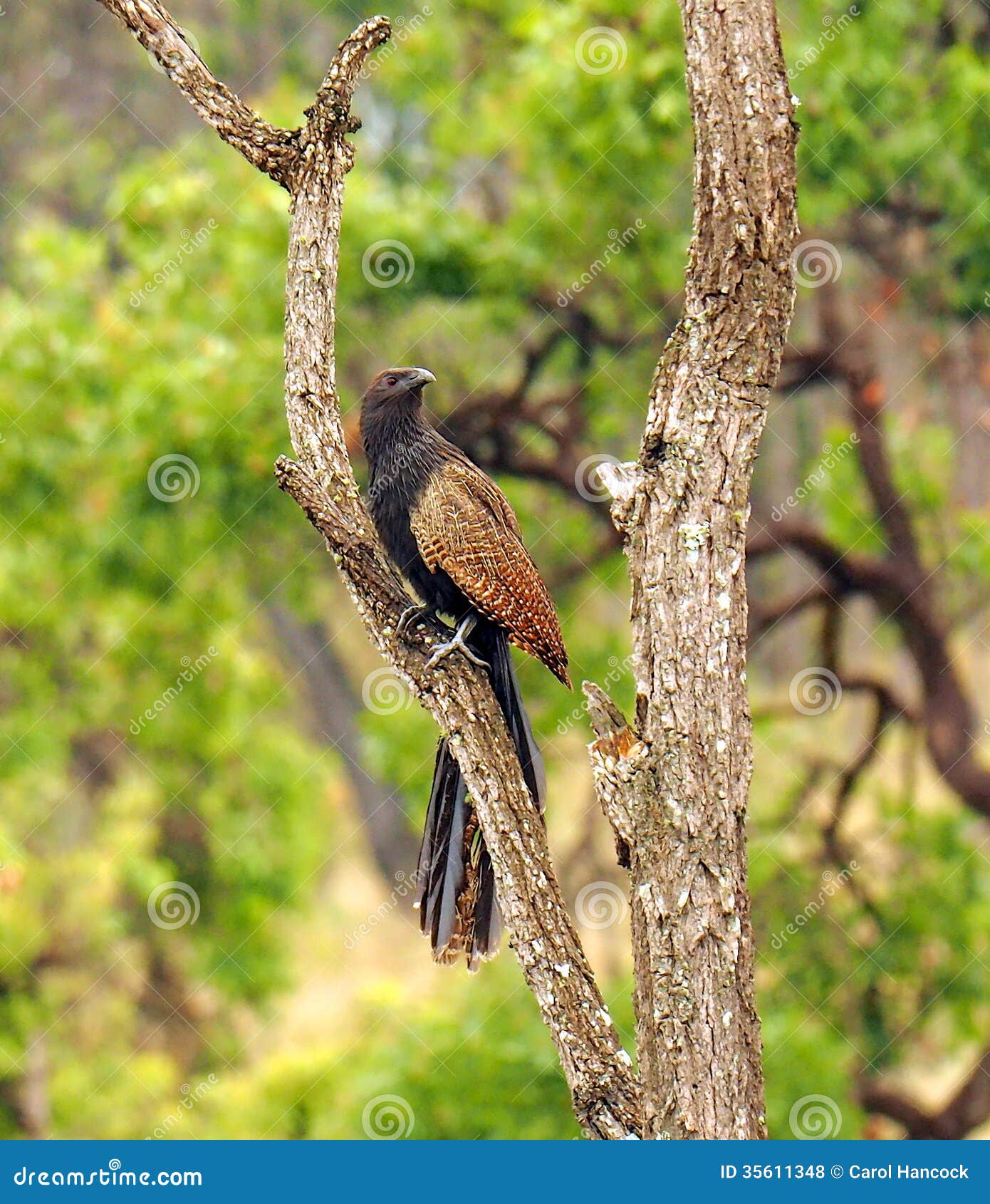 An Australian Pheasant Coucal Stock Photo - Image of feather, tree ...
