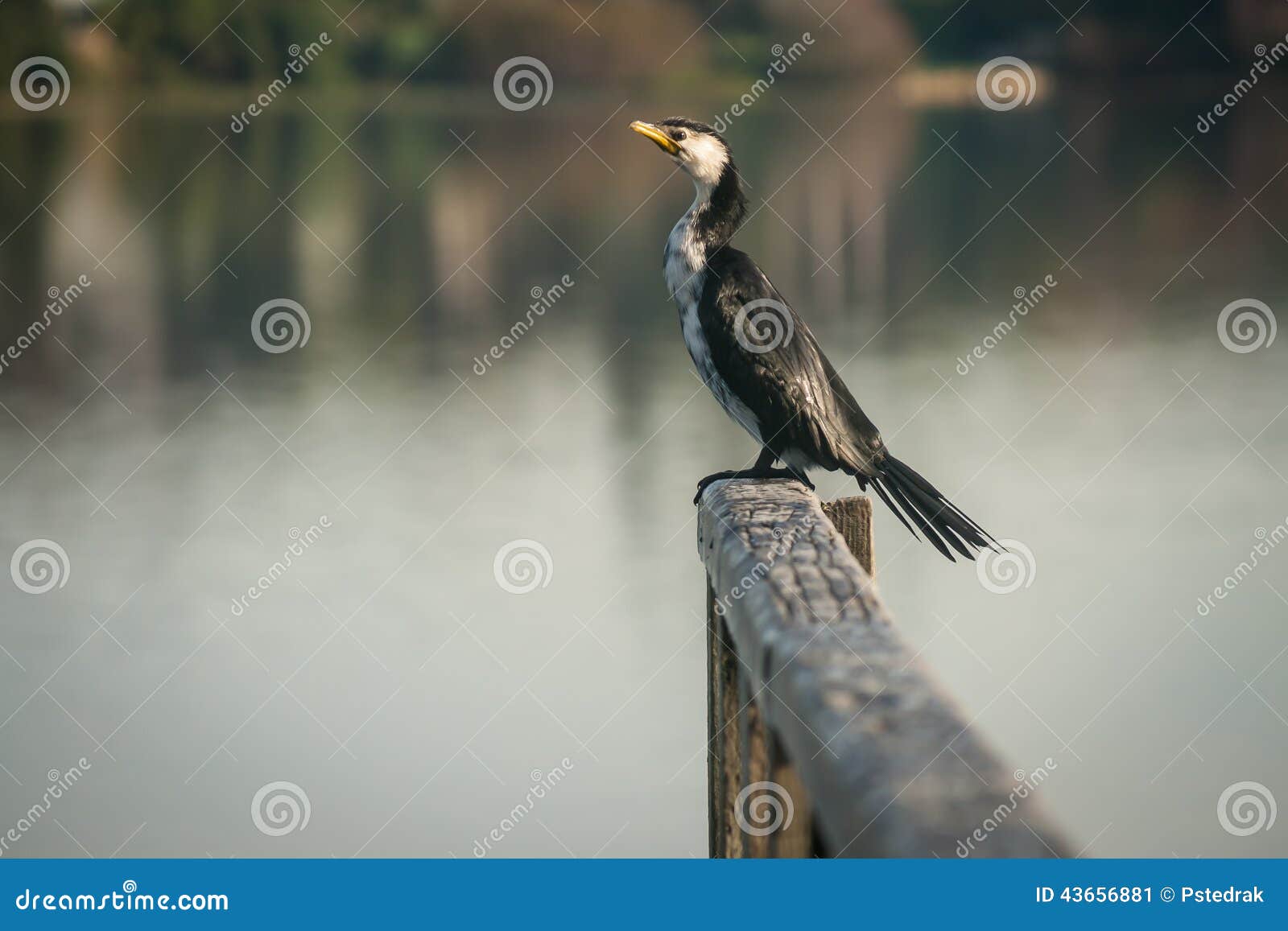 Australian Pied Cormorant stock image. Image of water - 43656881