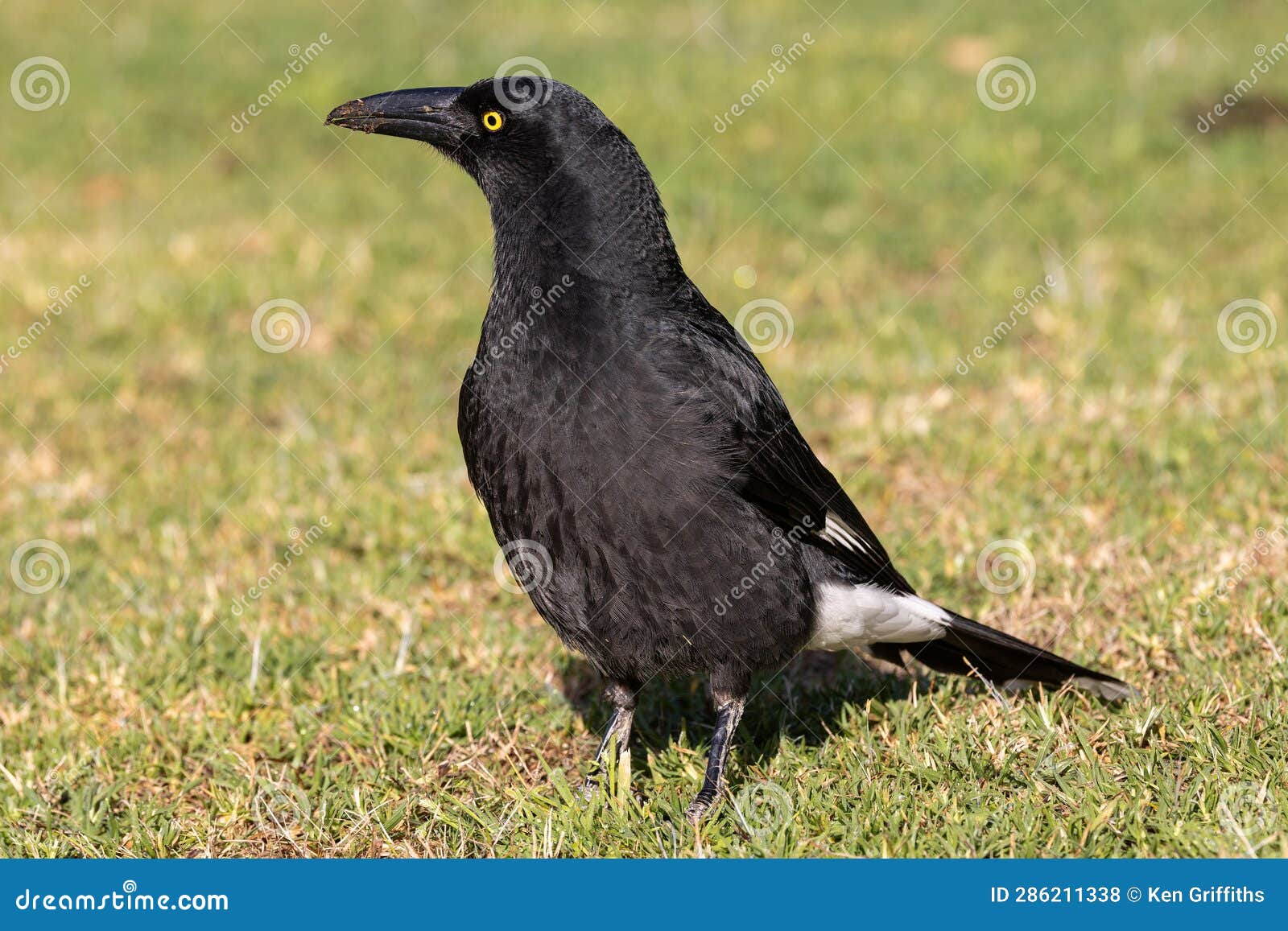 Australian Pied Currawong stock photo. Image of graculina - 286211338