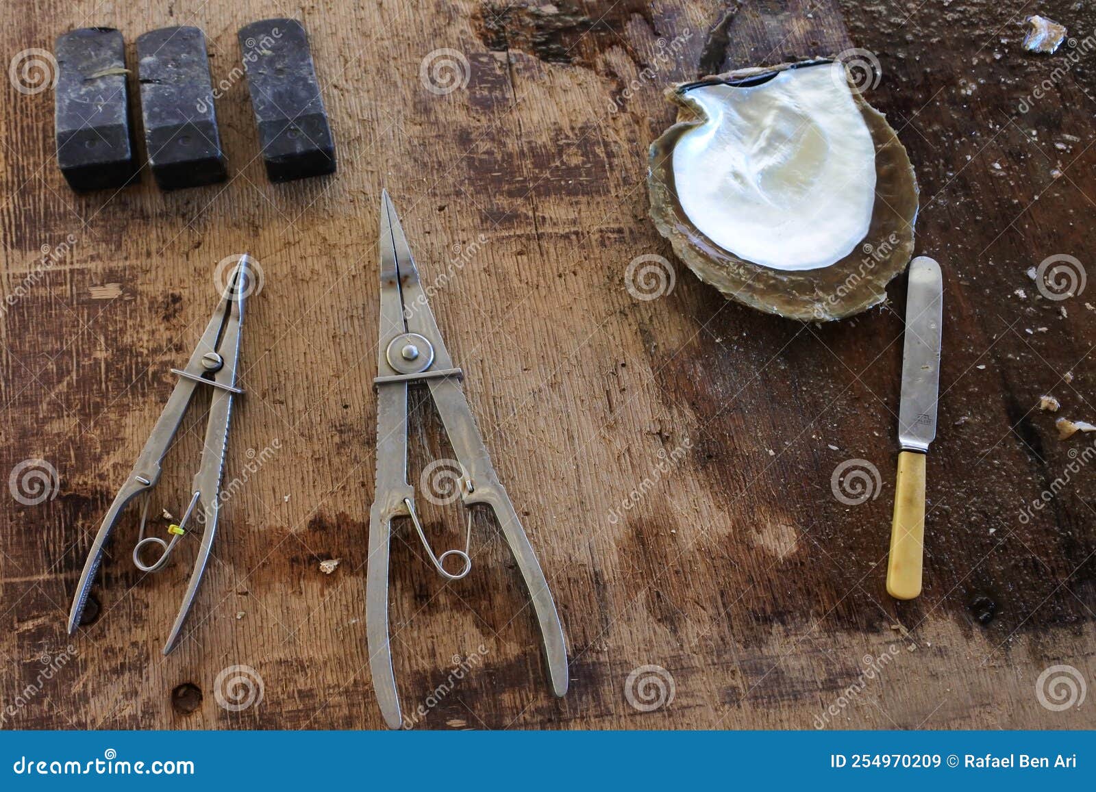 Australian Pinctada Maxima Shell with Australian South Sea Pearls on a ...