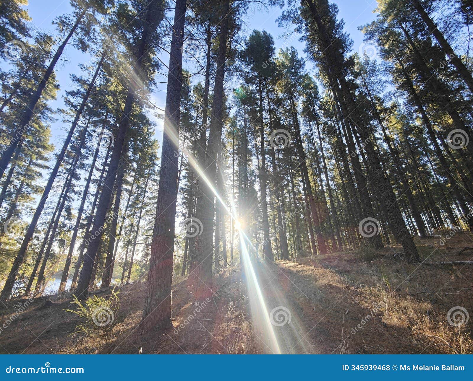 Australian Pine Forest Sunrise Stock Photo - Image of pine, wilderness ...
