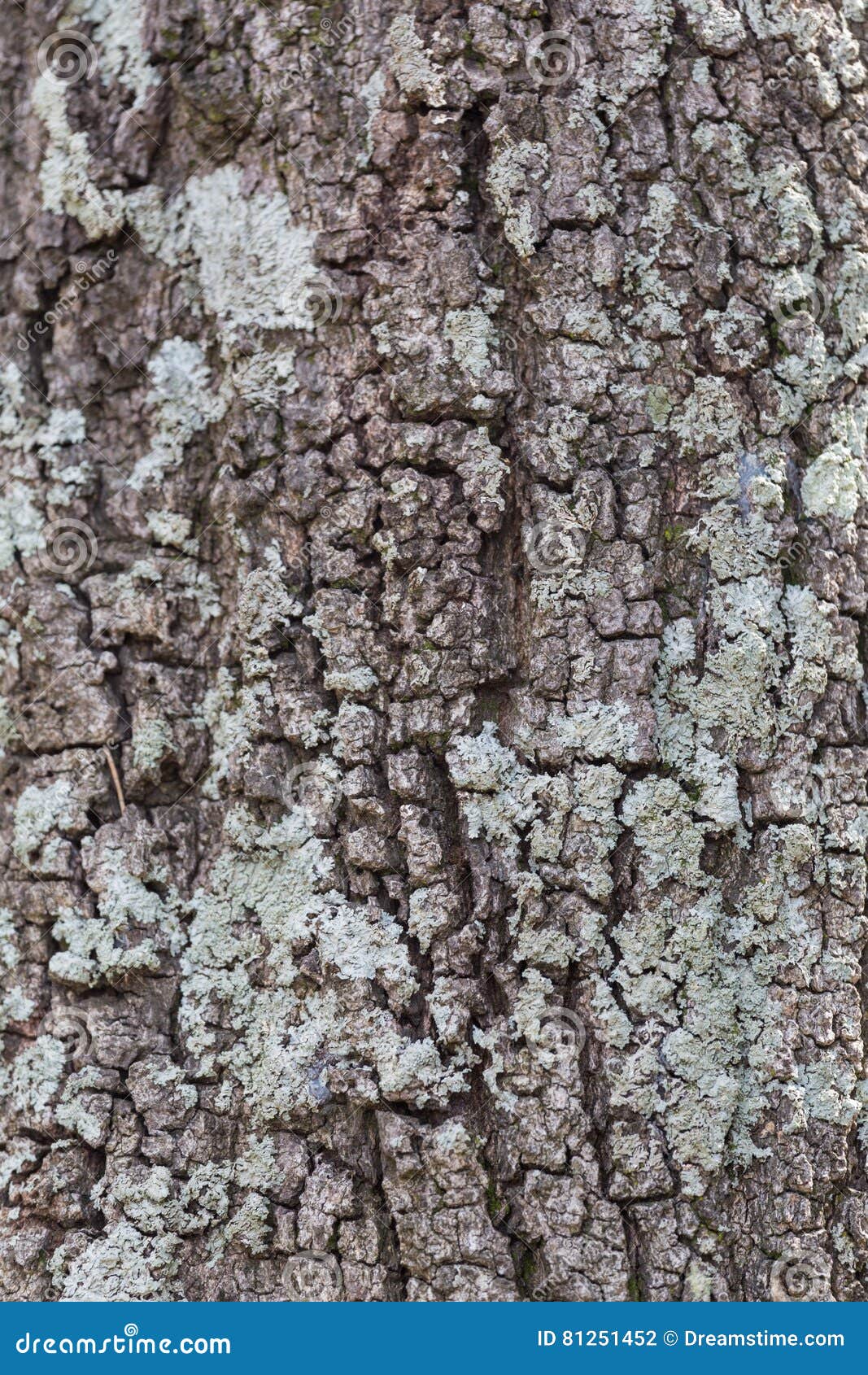 Australian Pine Tree stock photo. Image of australian - 81251452