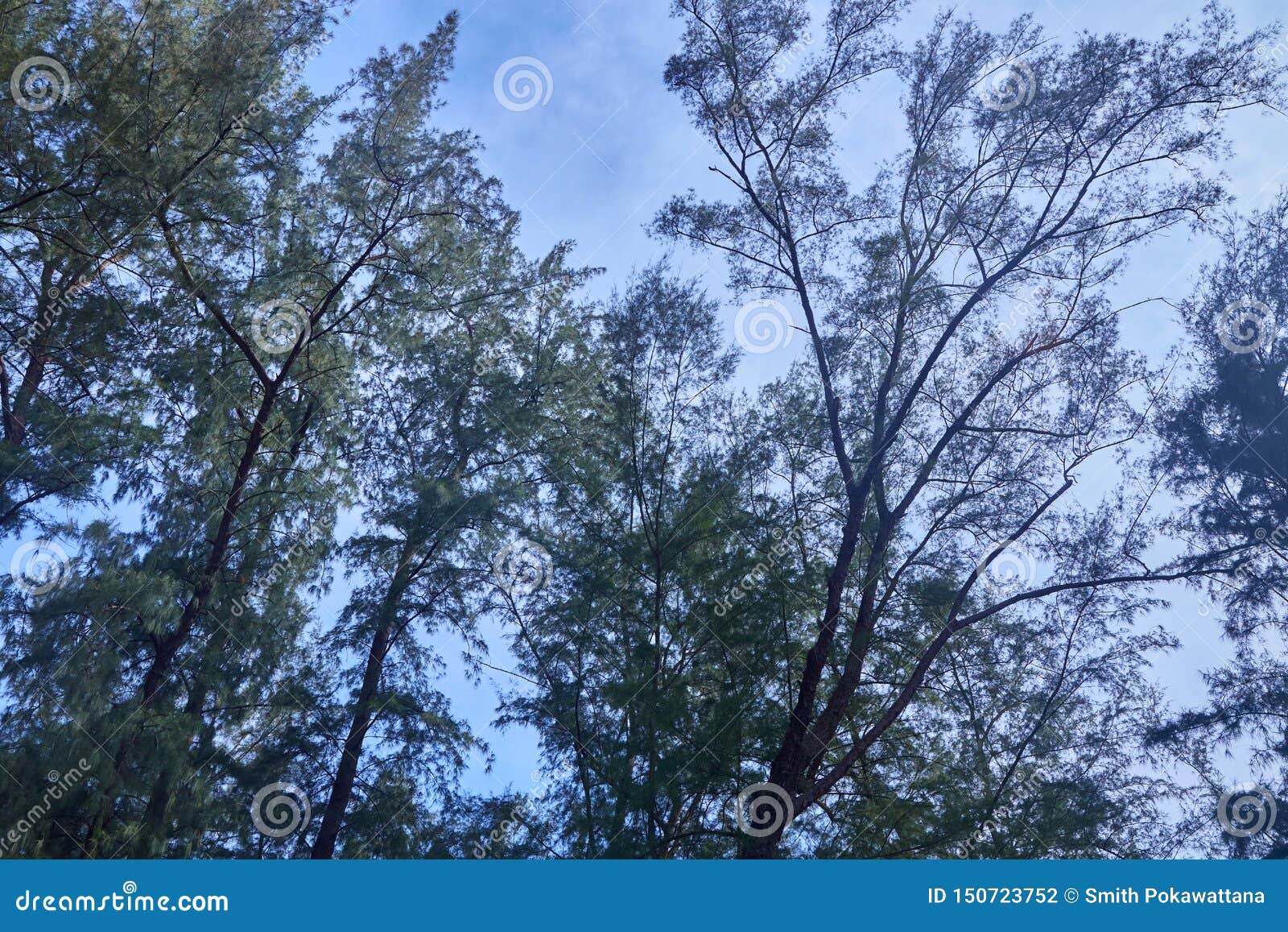Australian Pine Tree at the Beach Stock Photo - Image of paradise ...