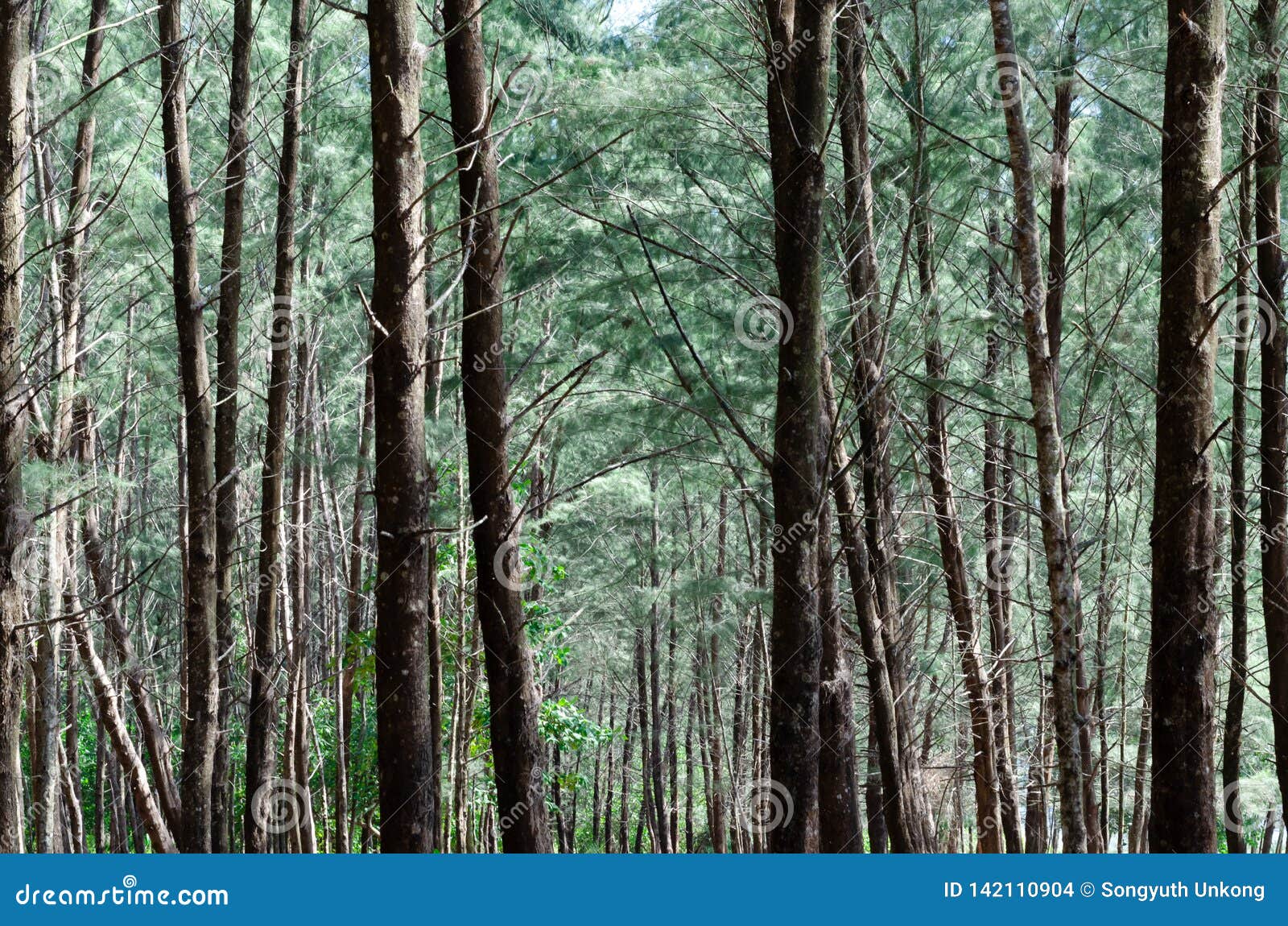 Australian Pine Tree Forest - Casuarina Equisetifolia Stock Image ...