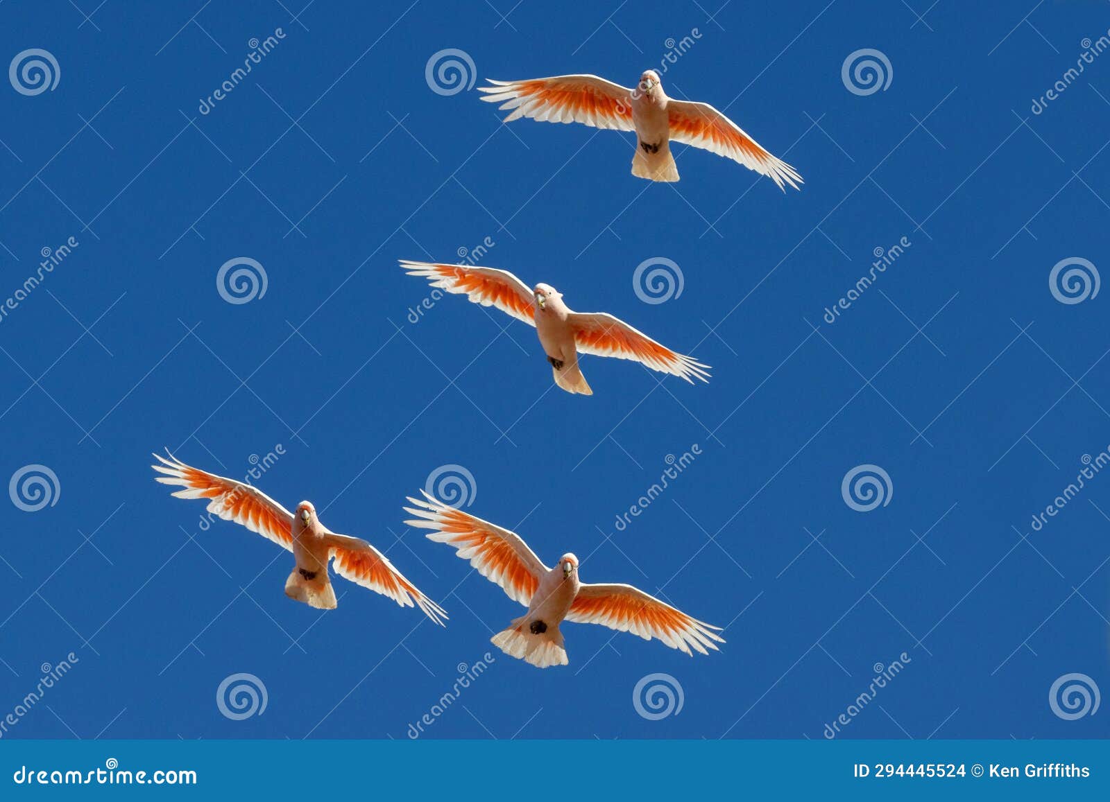 Australian Pink Cockatoo s stock photo. Image of leadbeateri - 294445524