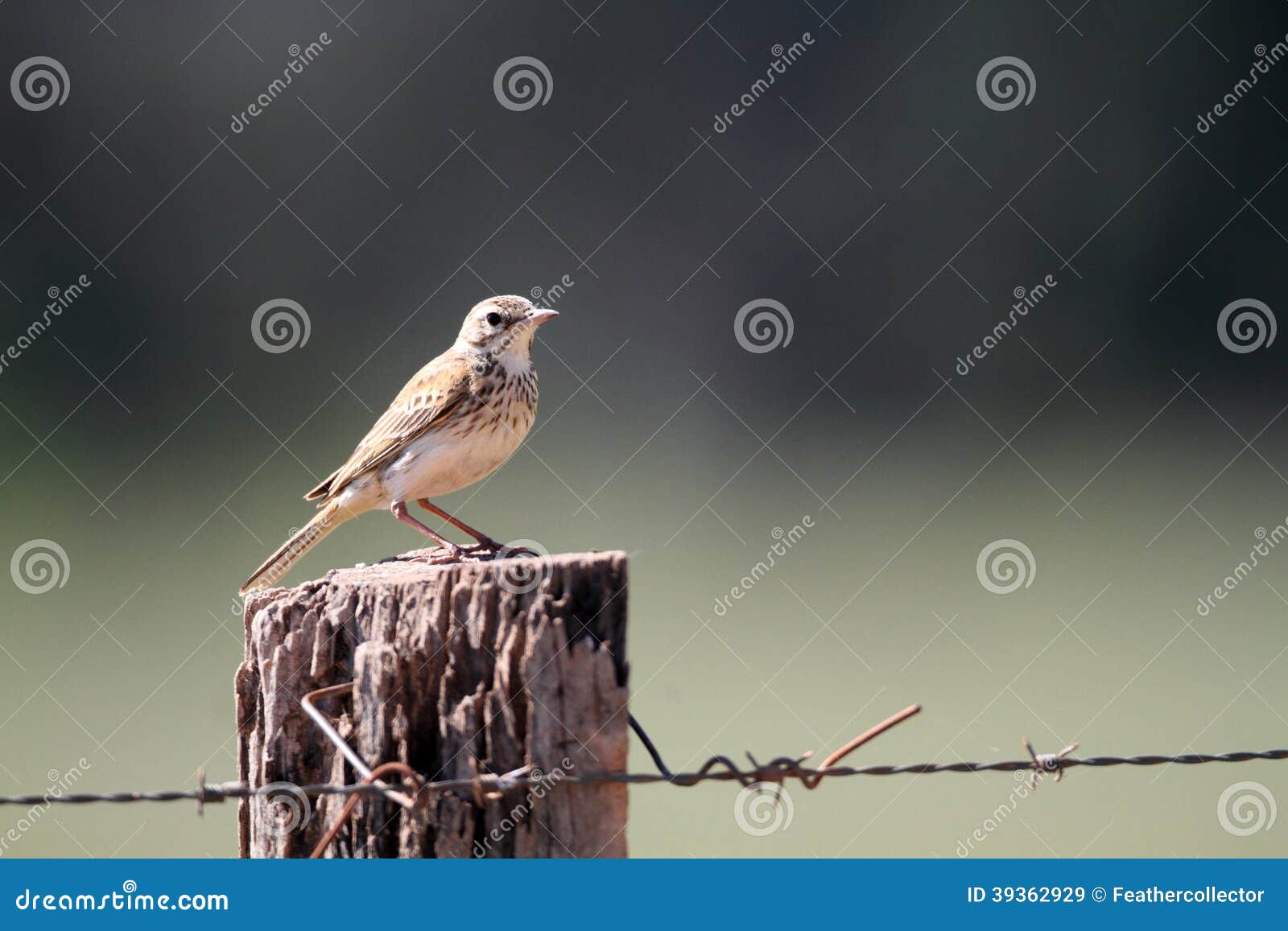 Australian Pipit stock image. Image of nature, natural - 39362929