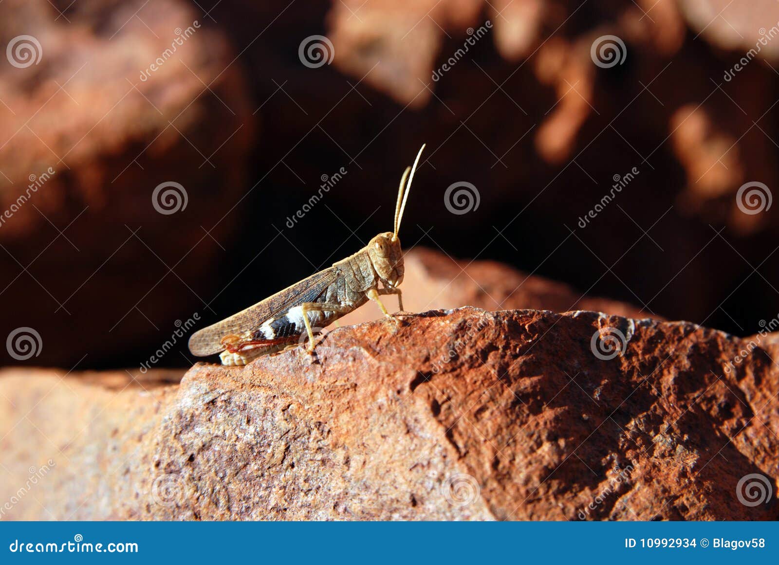 Australian Plague Locust stock photo. Image of close - 10992934