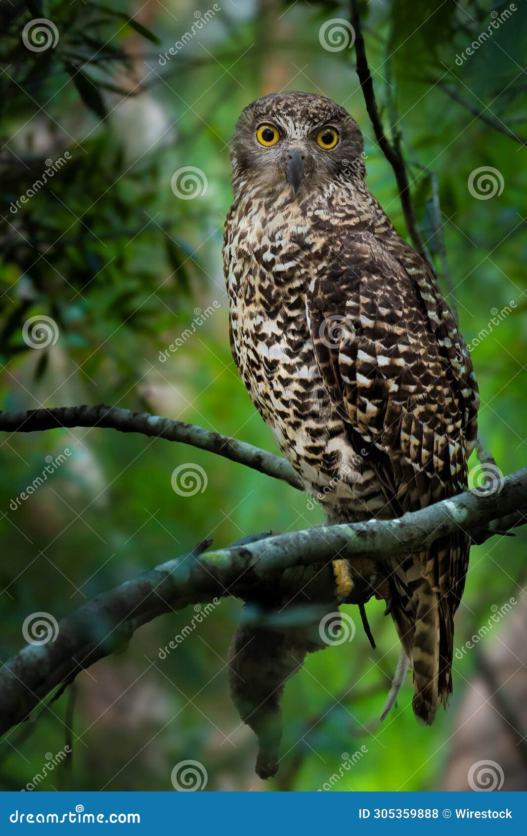 Australian Powerful Owl Perched on a Tree Stock Photo - Image of ...