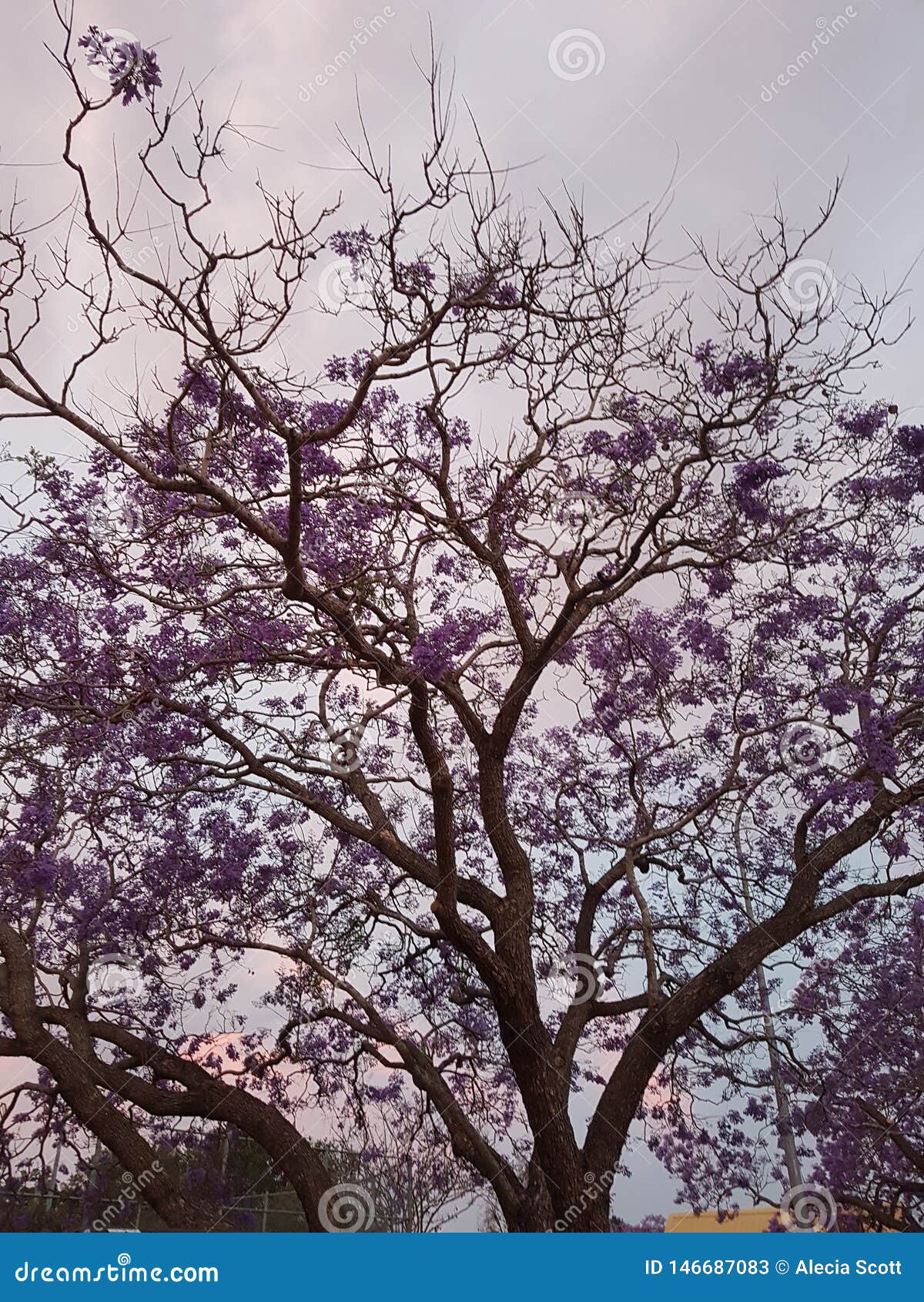 Australian Purple Wildflower Glycine Tabacina Stock Photography ...