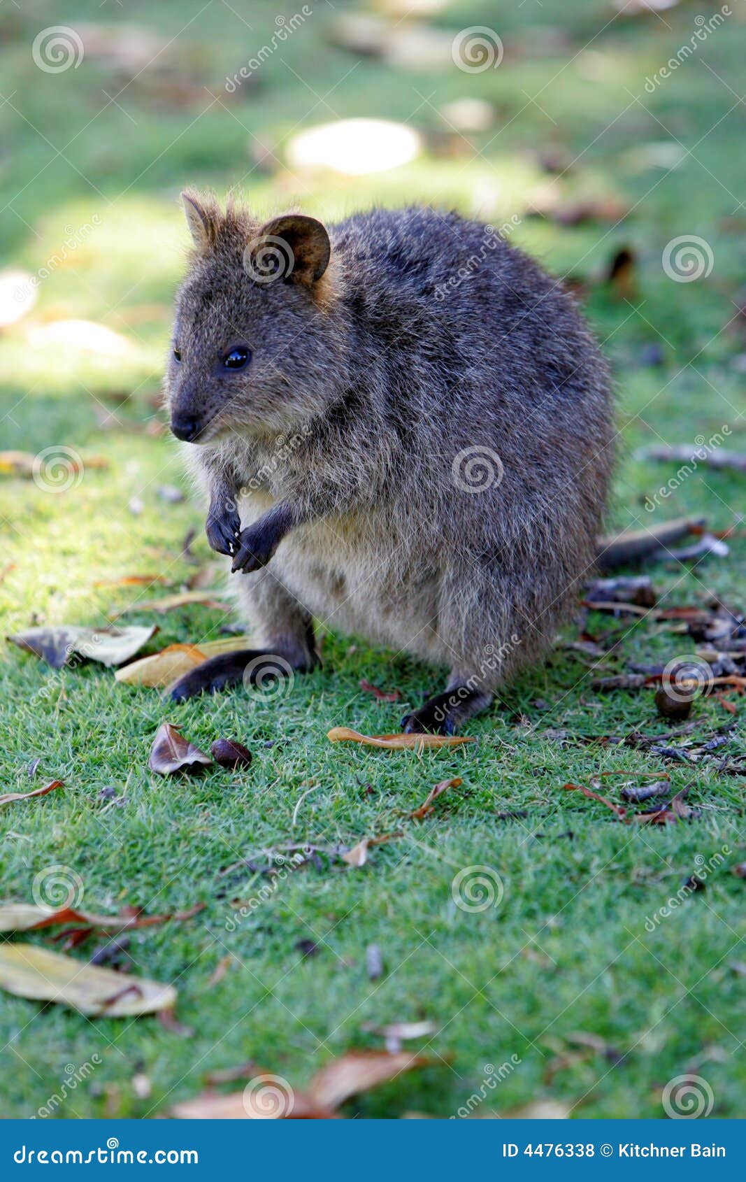 Australian Quokka stock photo. Image of wildlife, animals - 4476338