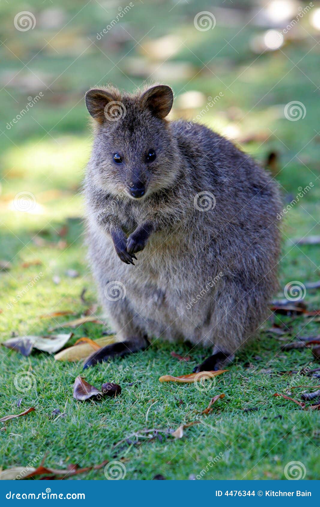 Australian Quokka Stock Photo | CartoonDealer.com #42168390
