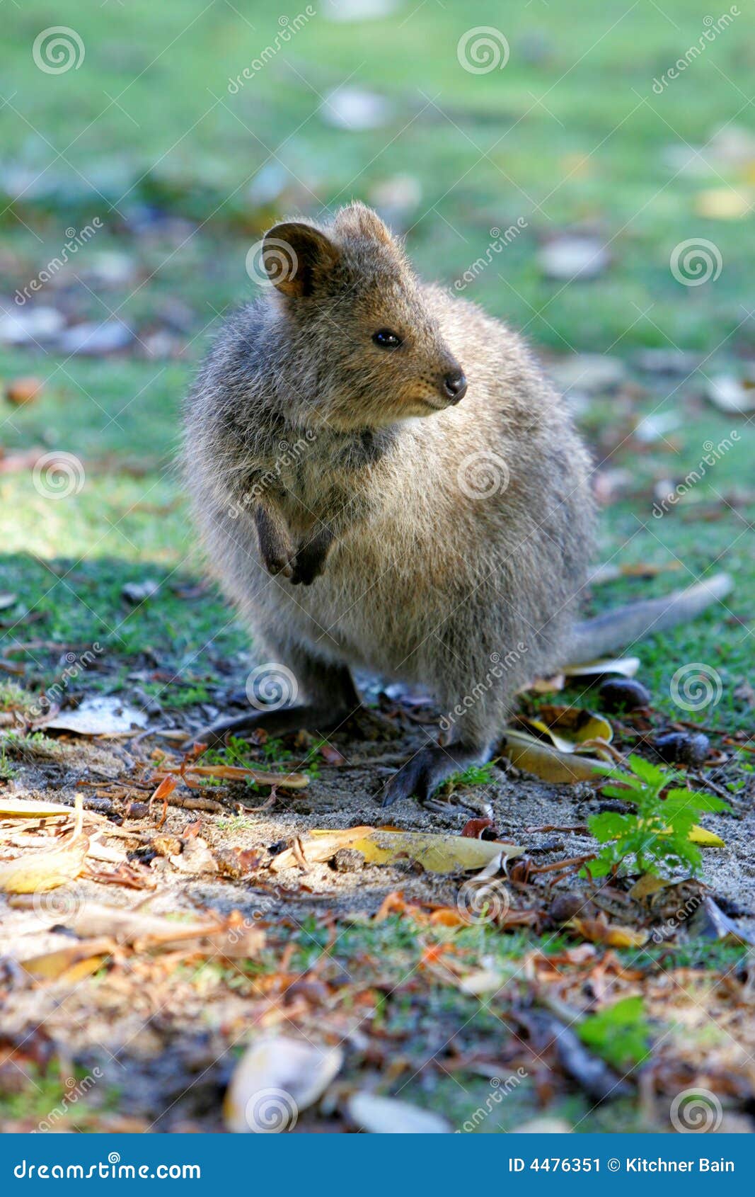 Australian Quokka stock image. Image of kangaroo, marsupials - 4476351