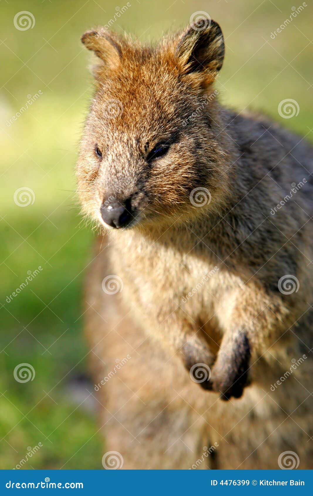 Australian Quokka Picture. Image: 4476399