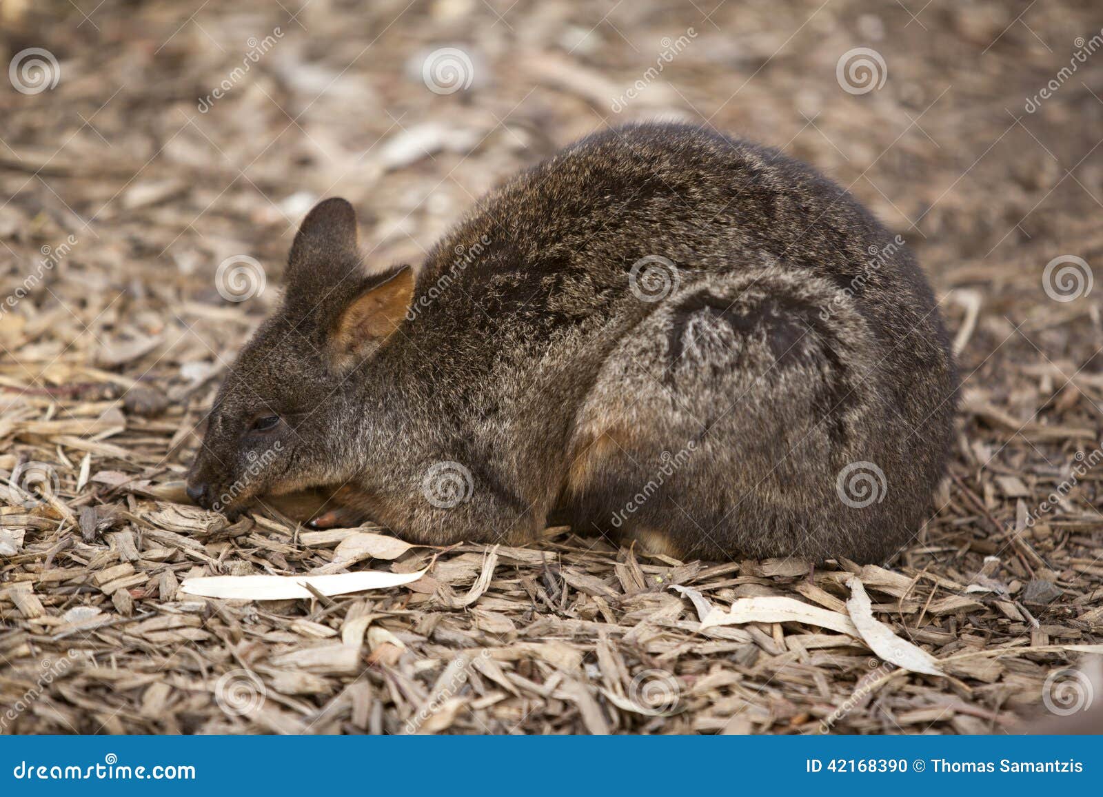 Australian Quokka stock photo. Image of australian, nature - 42168390
