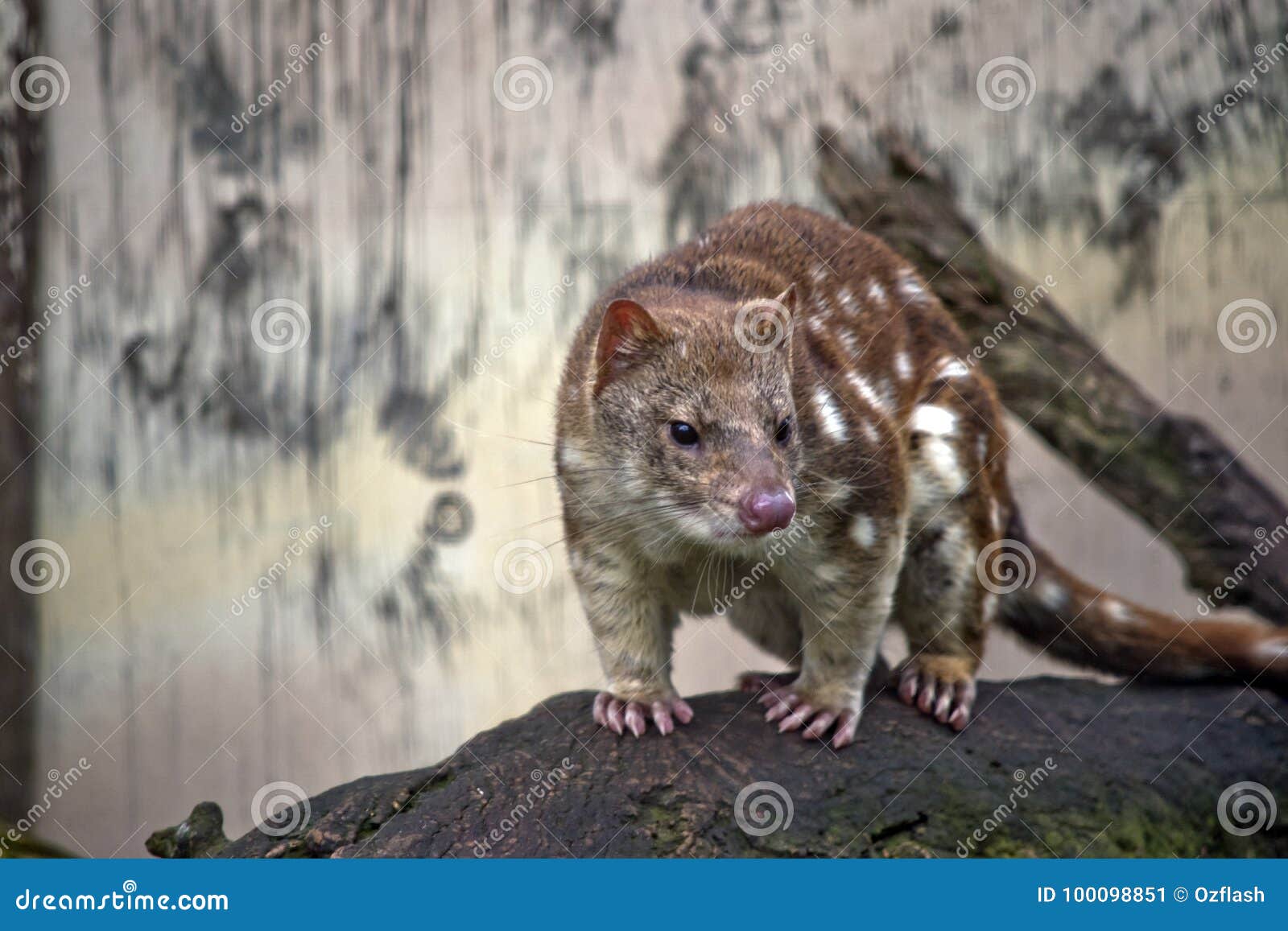 Quoll stock image. Image of like, whiskers, brown, marsupial - 100098851