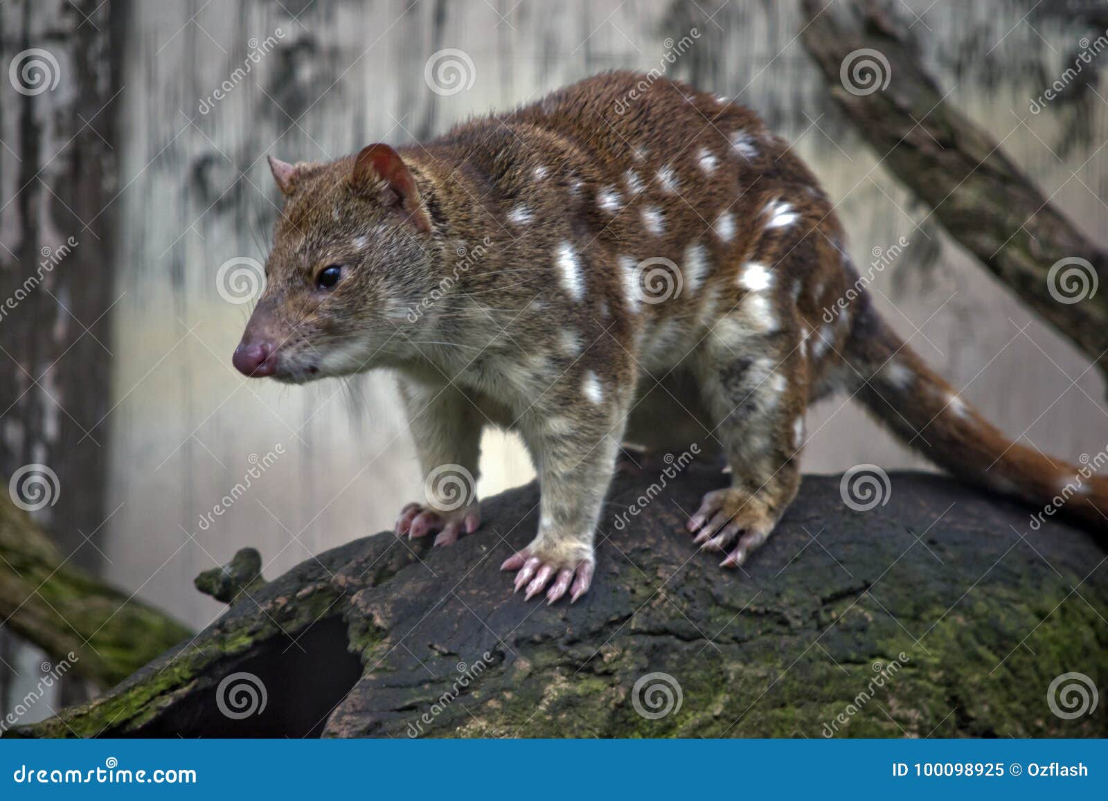 Quoll stock image. Image of eyes, marsupial, pink, nose - 100098925