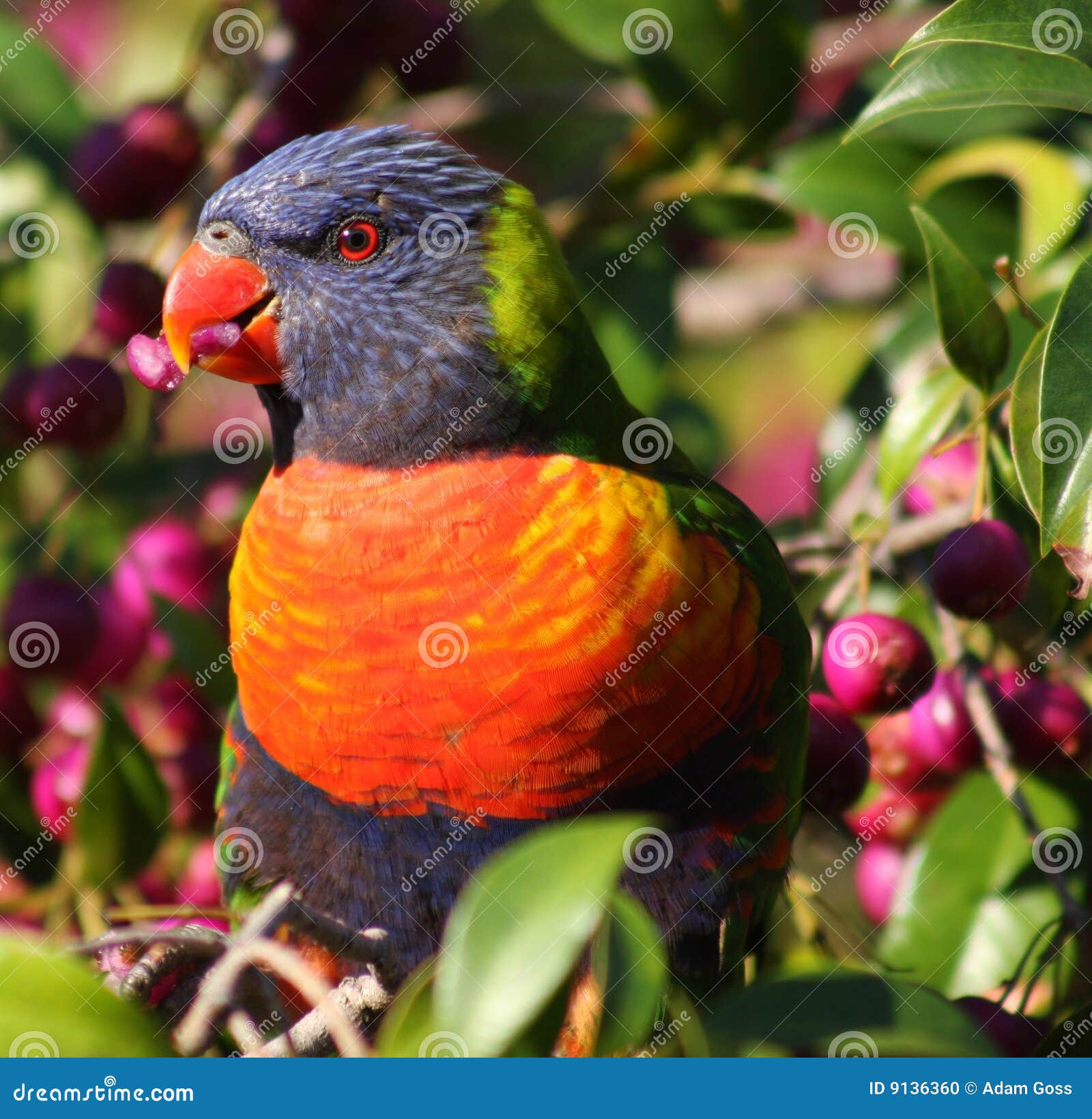 Australian Rainbow Lorikeet Stock Photo - Image of creature, detail ...