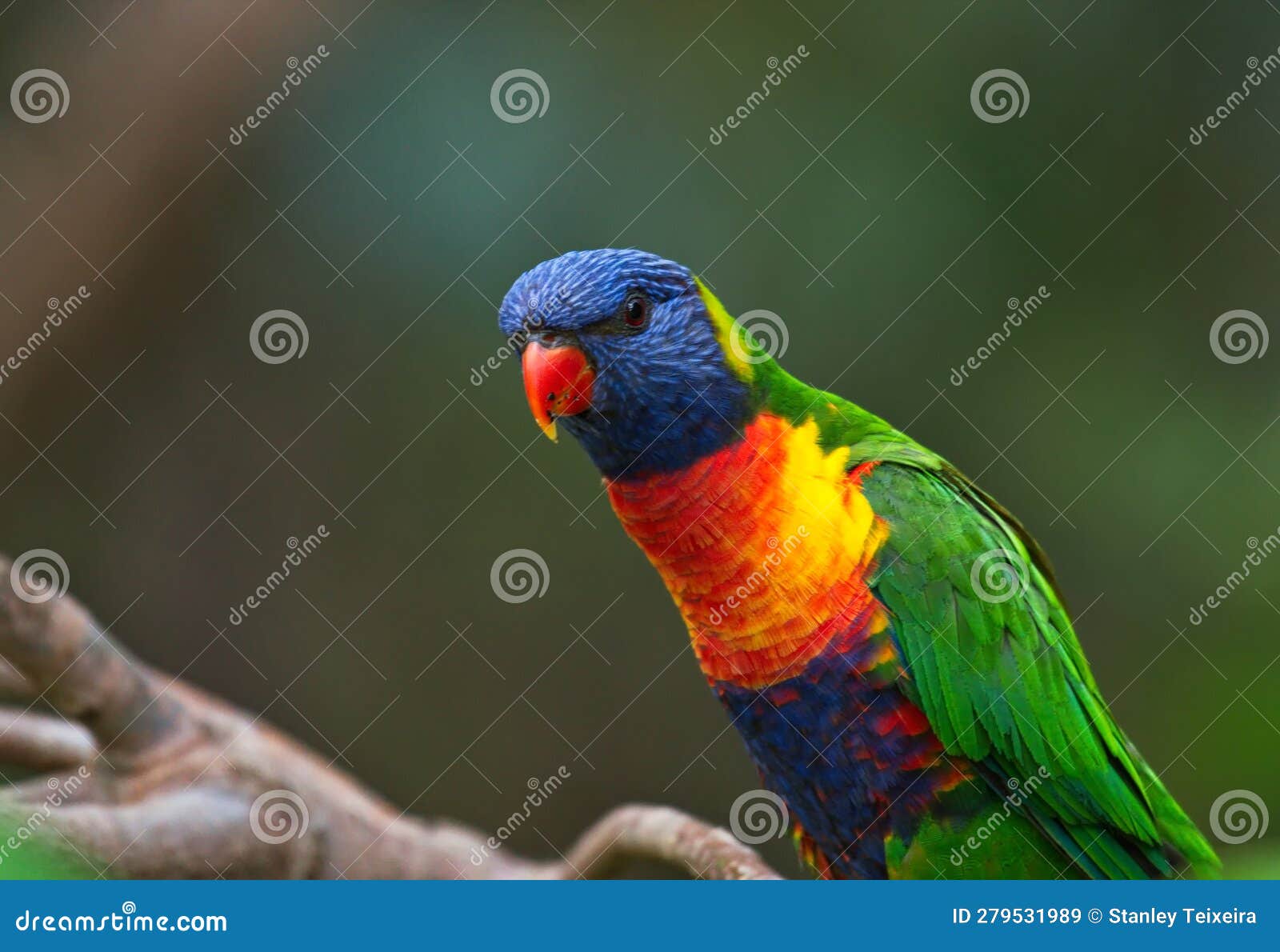 Australian Rainbow Lorikeet Stock Image - Image of wildlife, lorikeet ...