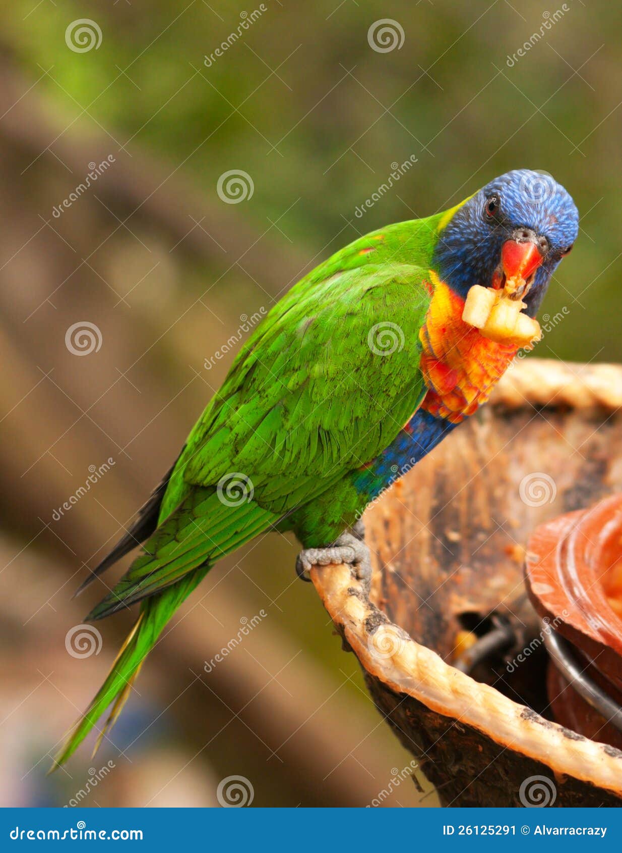 Australian Rainbow Lorikeet Eating Fruits Stock Image - Image of ...