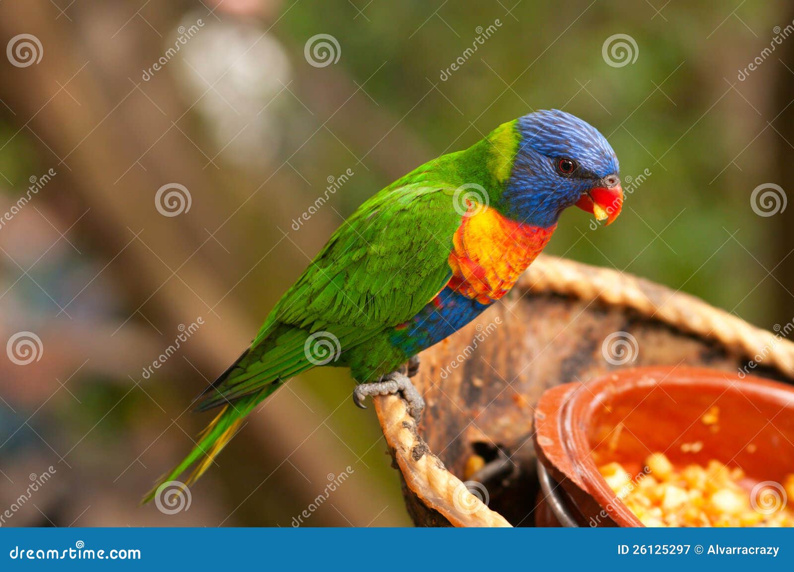 Australian Rainbow Lorikeet Eating Fruits Stock Image - Image of ...