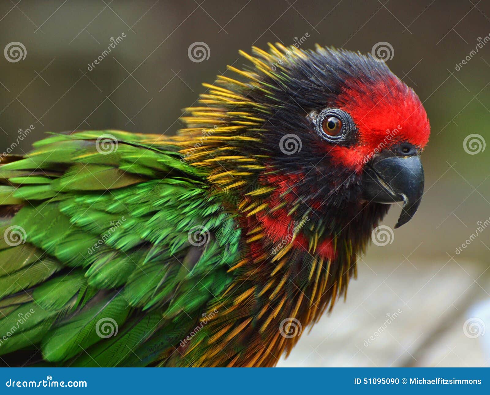 Australian Rainbow Lorikeet Stock Photo - Image of purple, wildlife ...