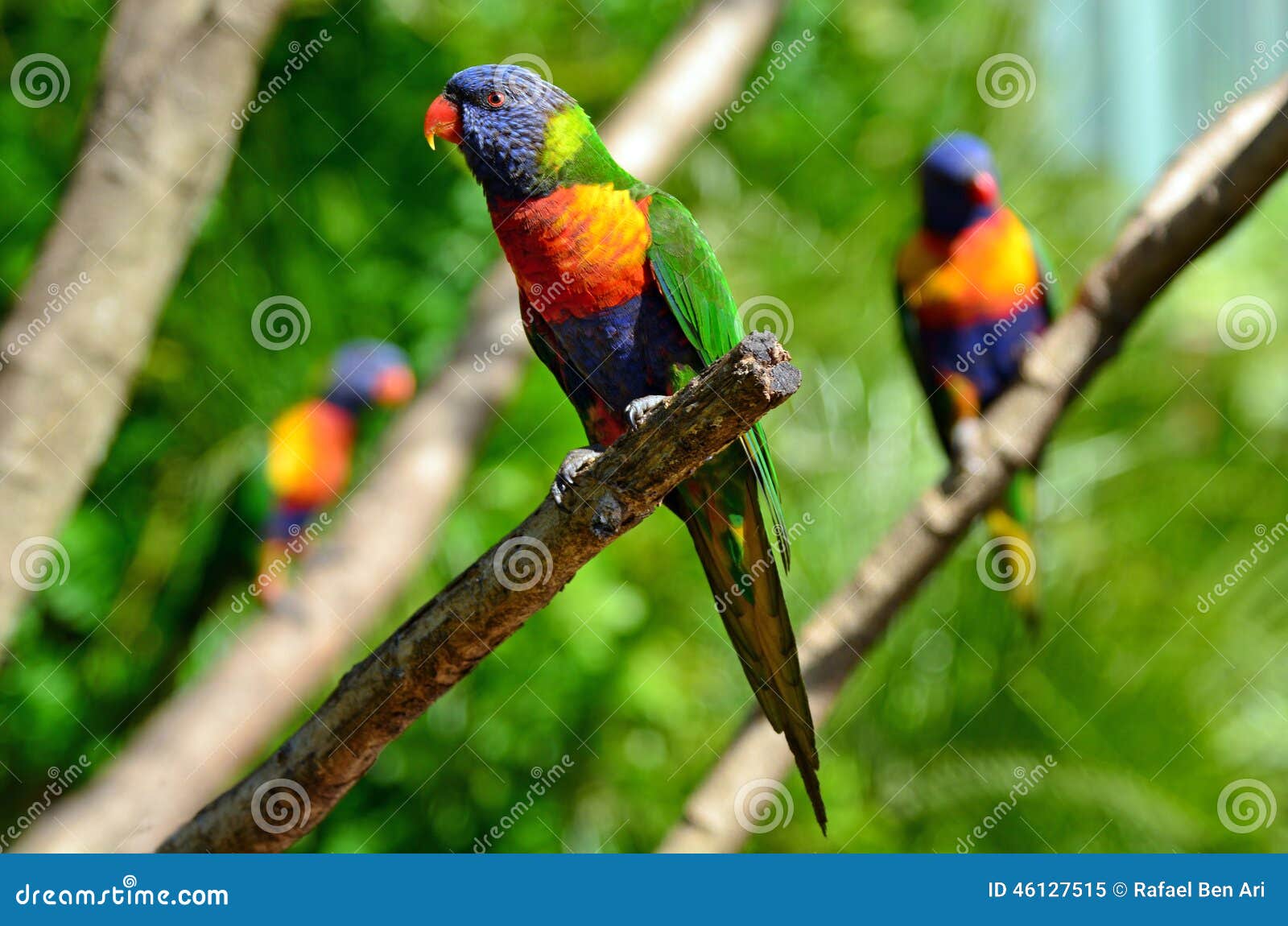 Australian Rainbow Lorikeet Stock Image - Image of park, birds: 46127515