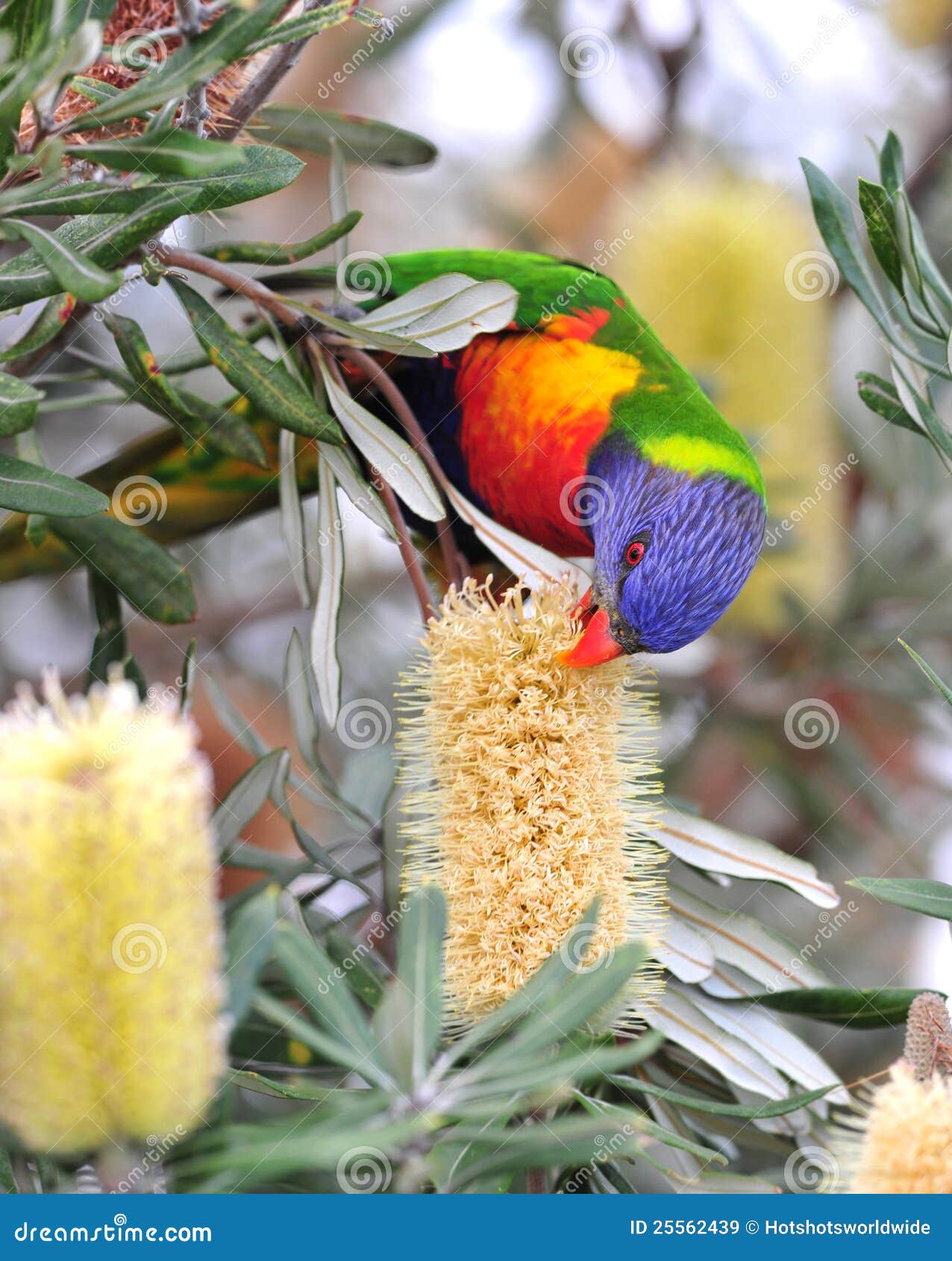 Australian Rainbow Lorikeet in Tropical Setting Stock Image - Image of ...