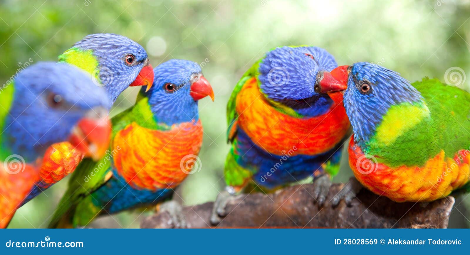 Australian Rainbow Lorikeets Stock Image - Image of jungle, australia ...