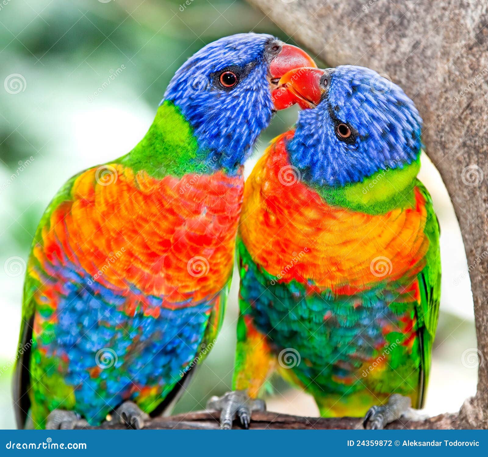 Australian Rainbow Lorikeets in Nature Surrounding Stock Photo - Image ...
