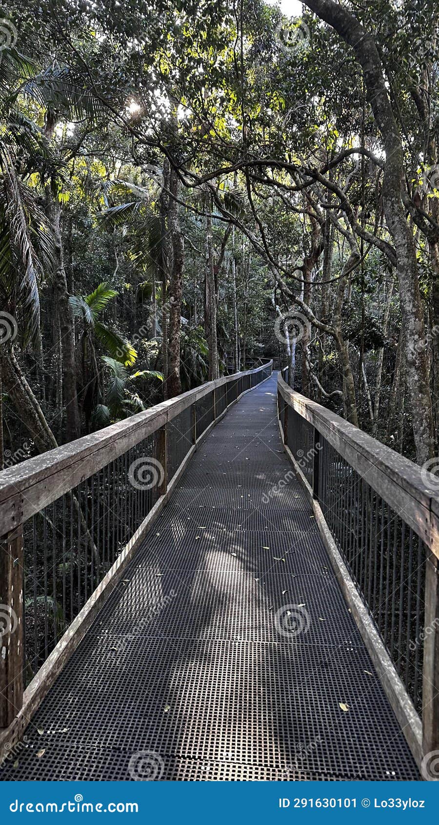 Australian Rainforest walk stock image. Image of plant - 291630101
