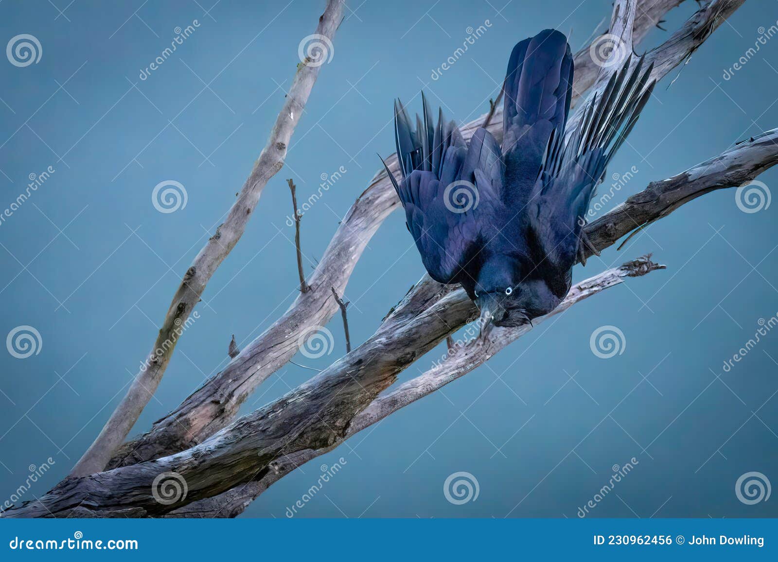 Australian Raven Alighting from Tree Stock Photo - Image of black ...