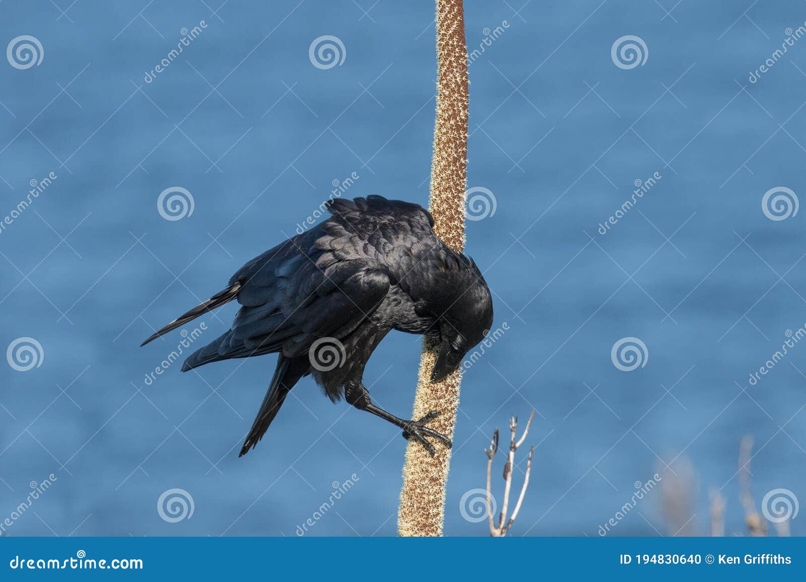 Australian Raven stock photo. Image of australia, grass - 194830640